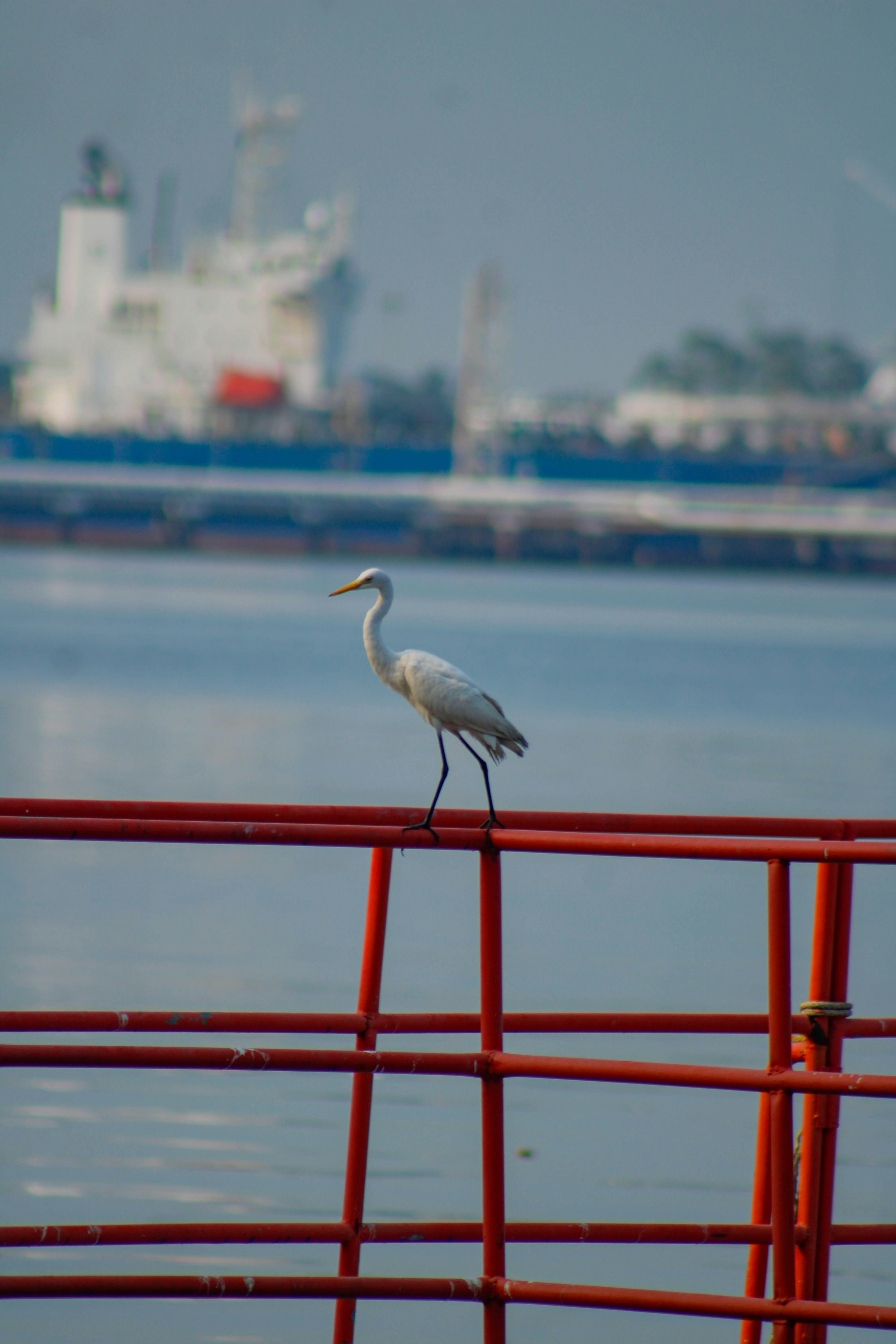Egret on Crimson Railing: Harbor Stillness in Focus