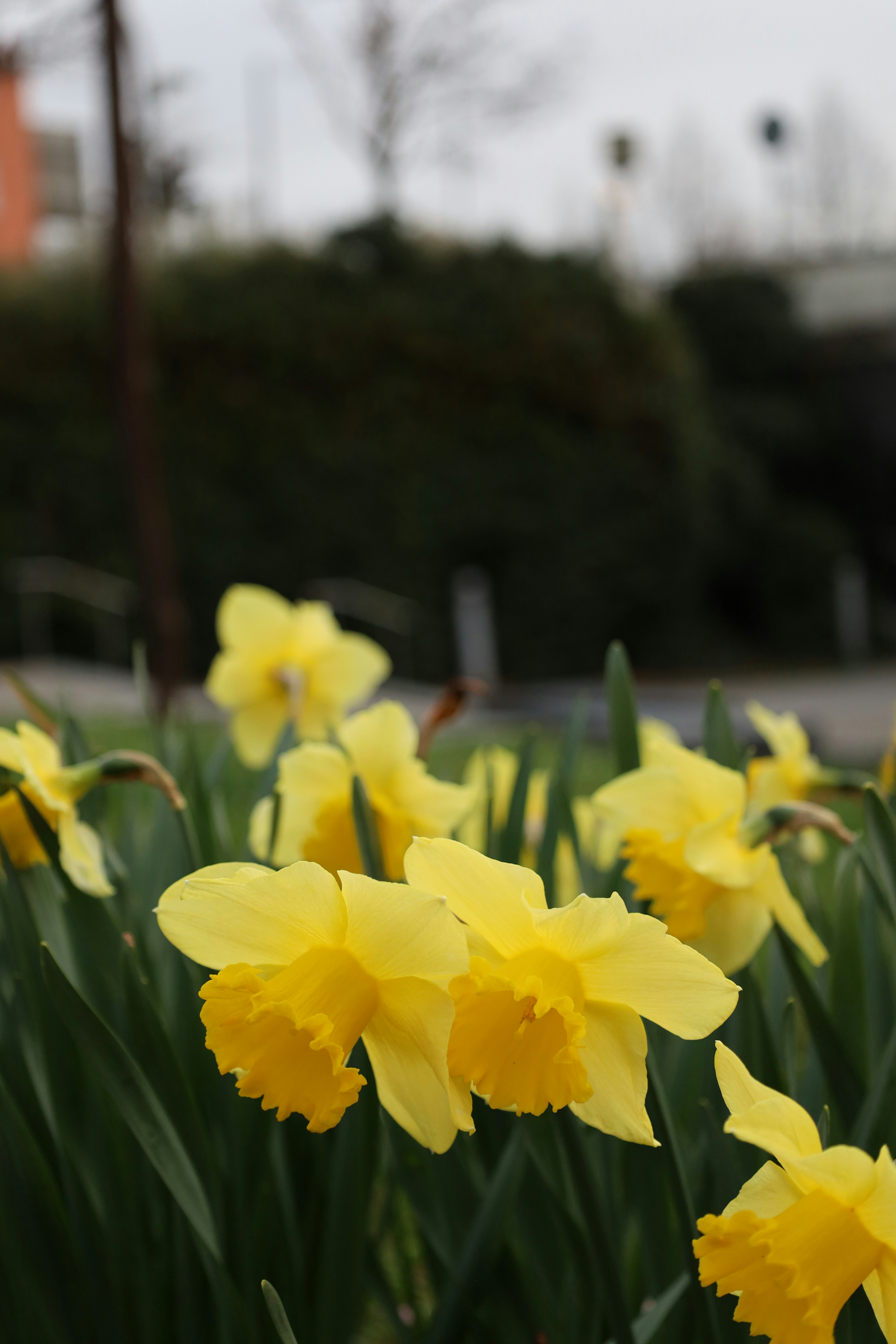 Golden Narcissus in Focus: A Quiet Border of Spring Blooms