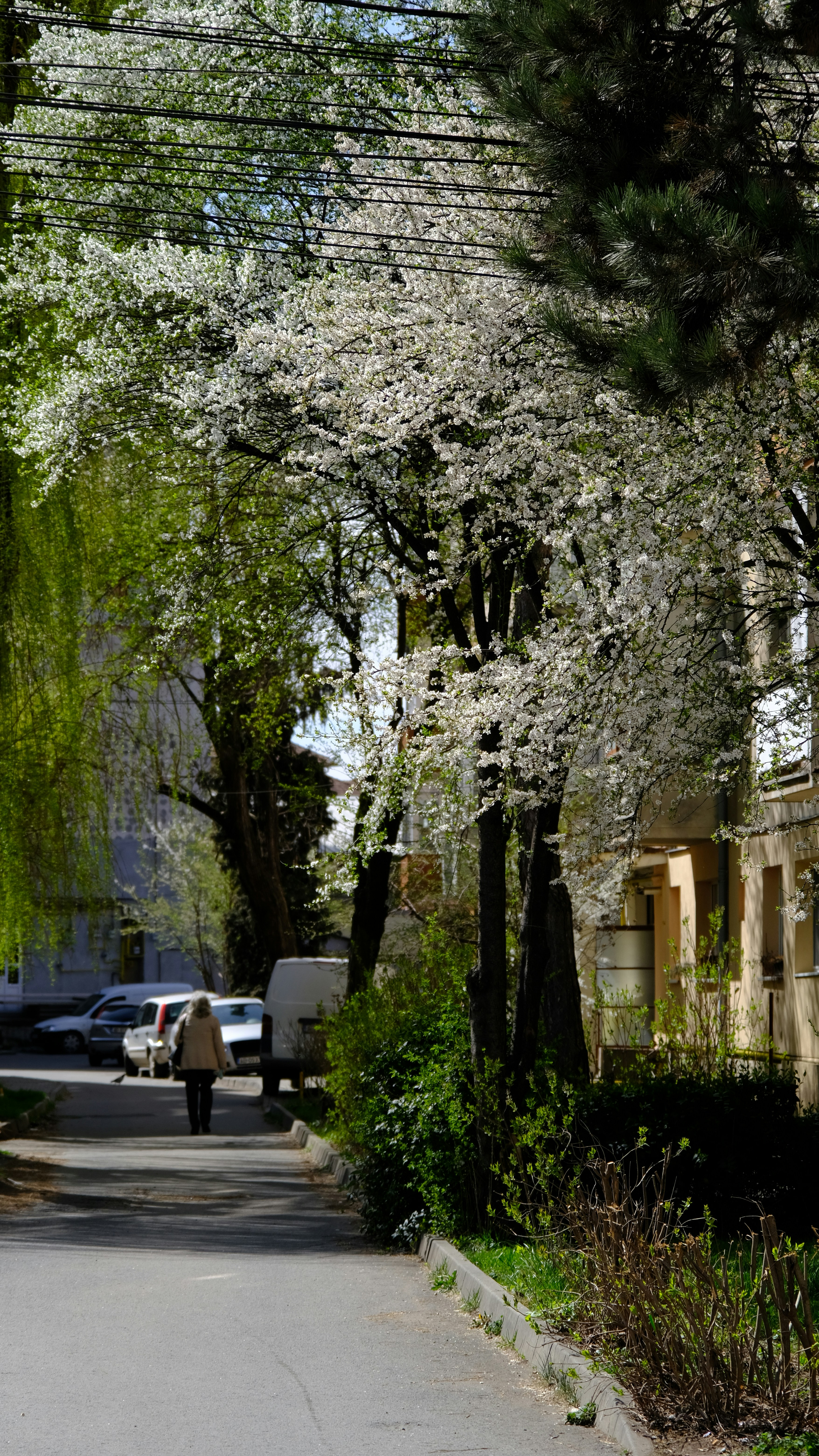 Person walking down a empty lone street in the spring. | a person walking down a street next to trees