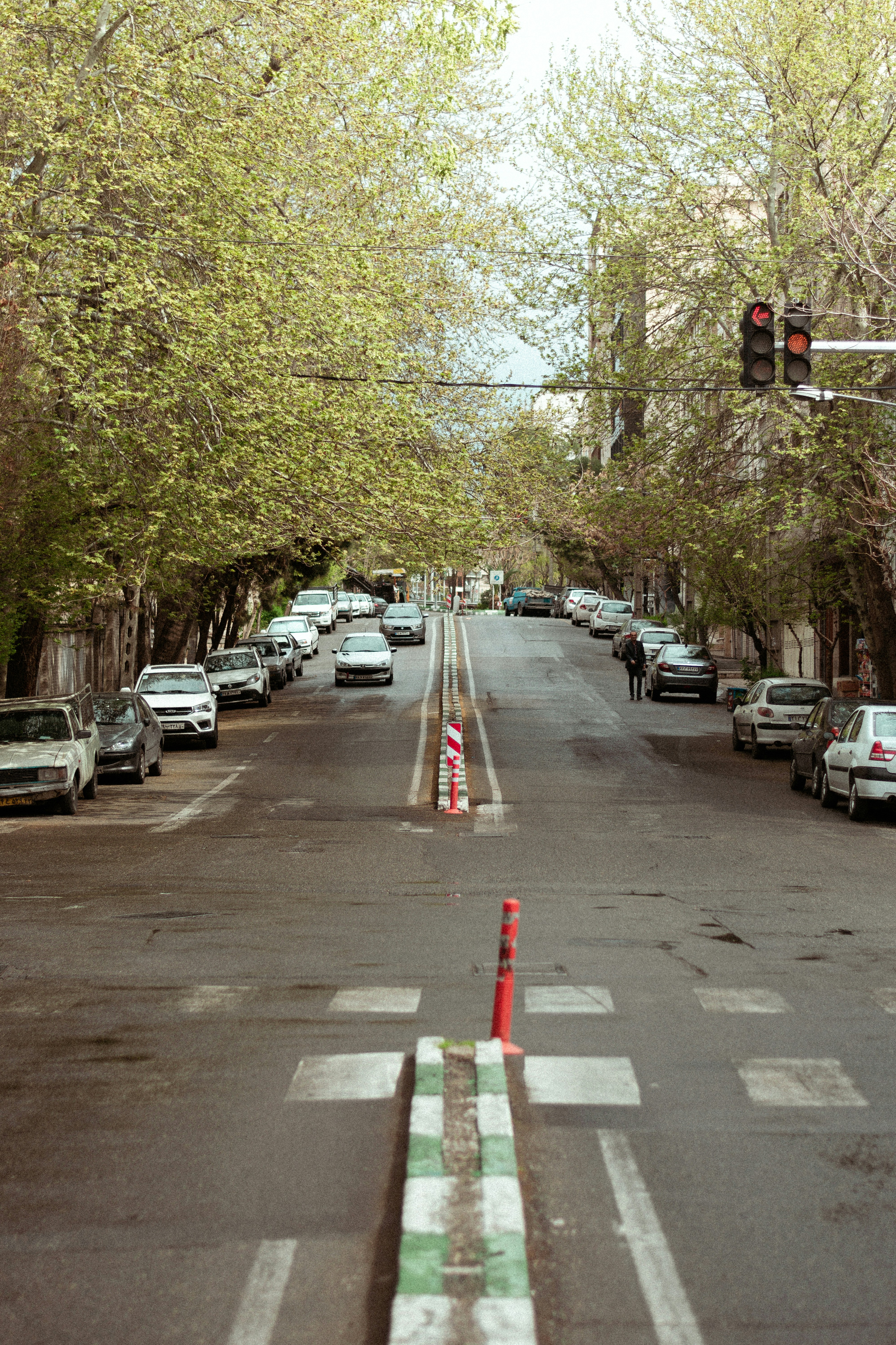Spring Canopy Street: A City Road Vanishing Between Trees and Cars