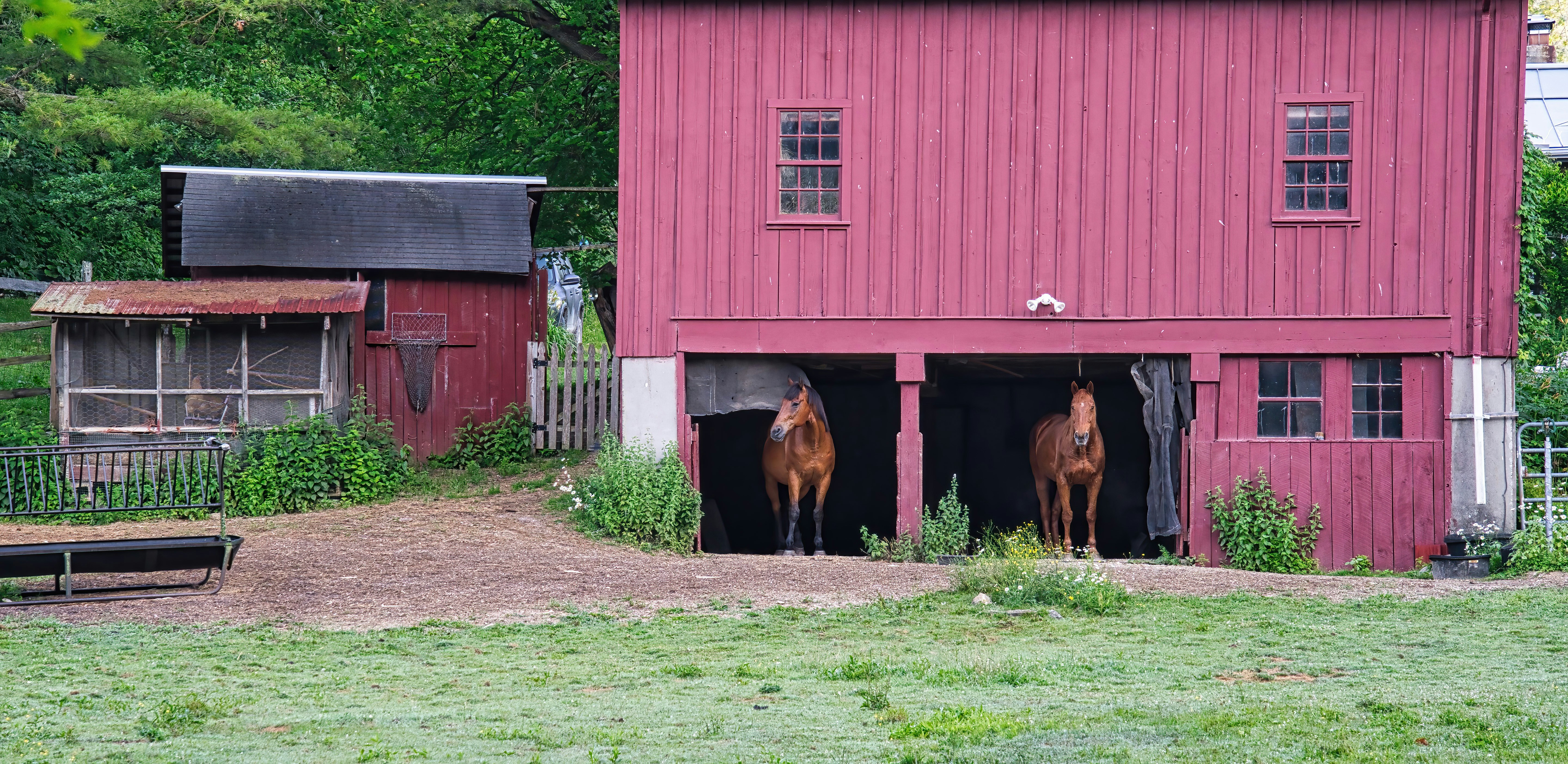 Two Horses at a Red Barn Door Under Soft Farm Light