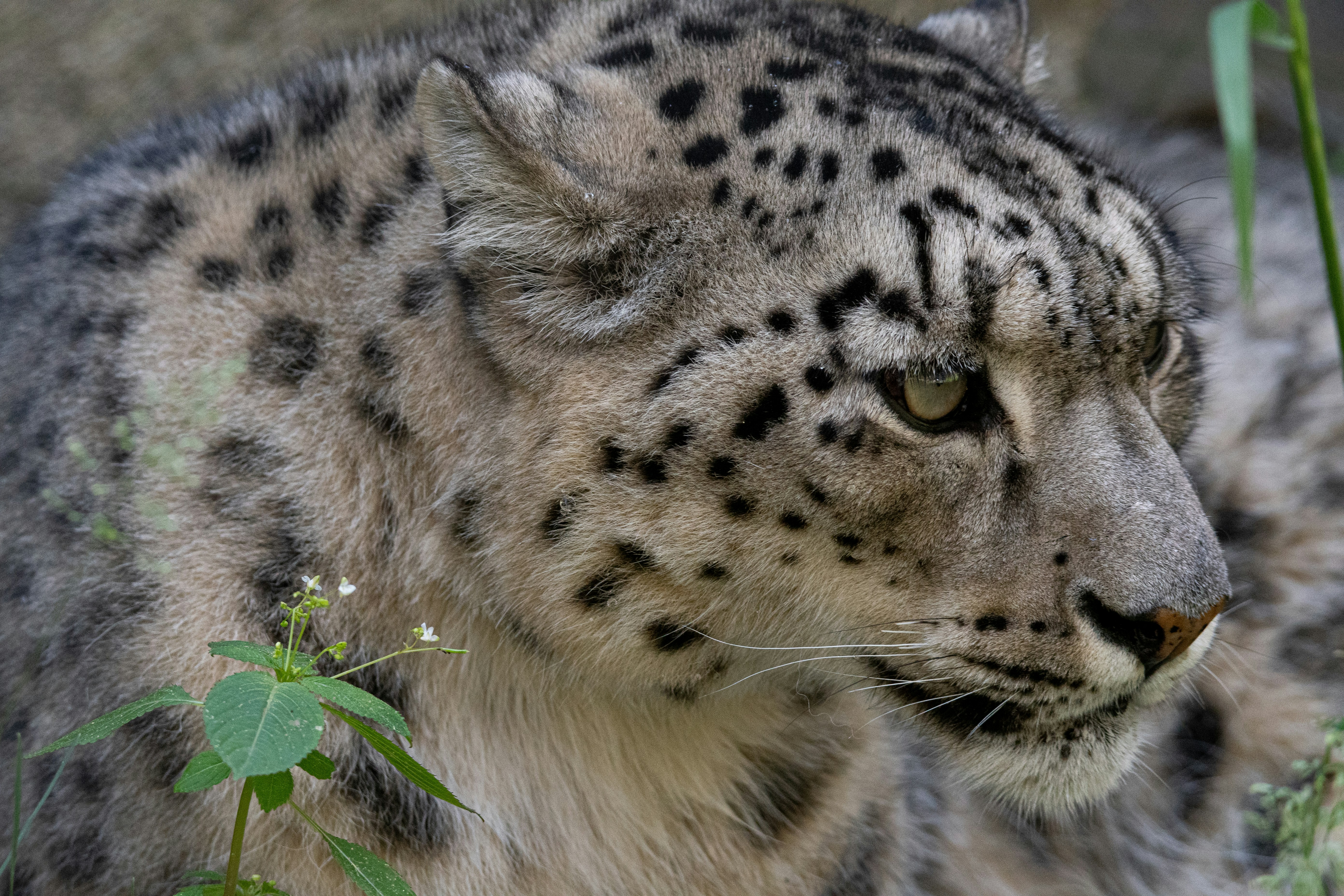 A close up of a snow leopard in a field photo – Free Animal Image on ...