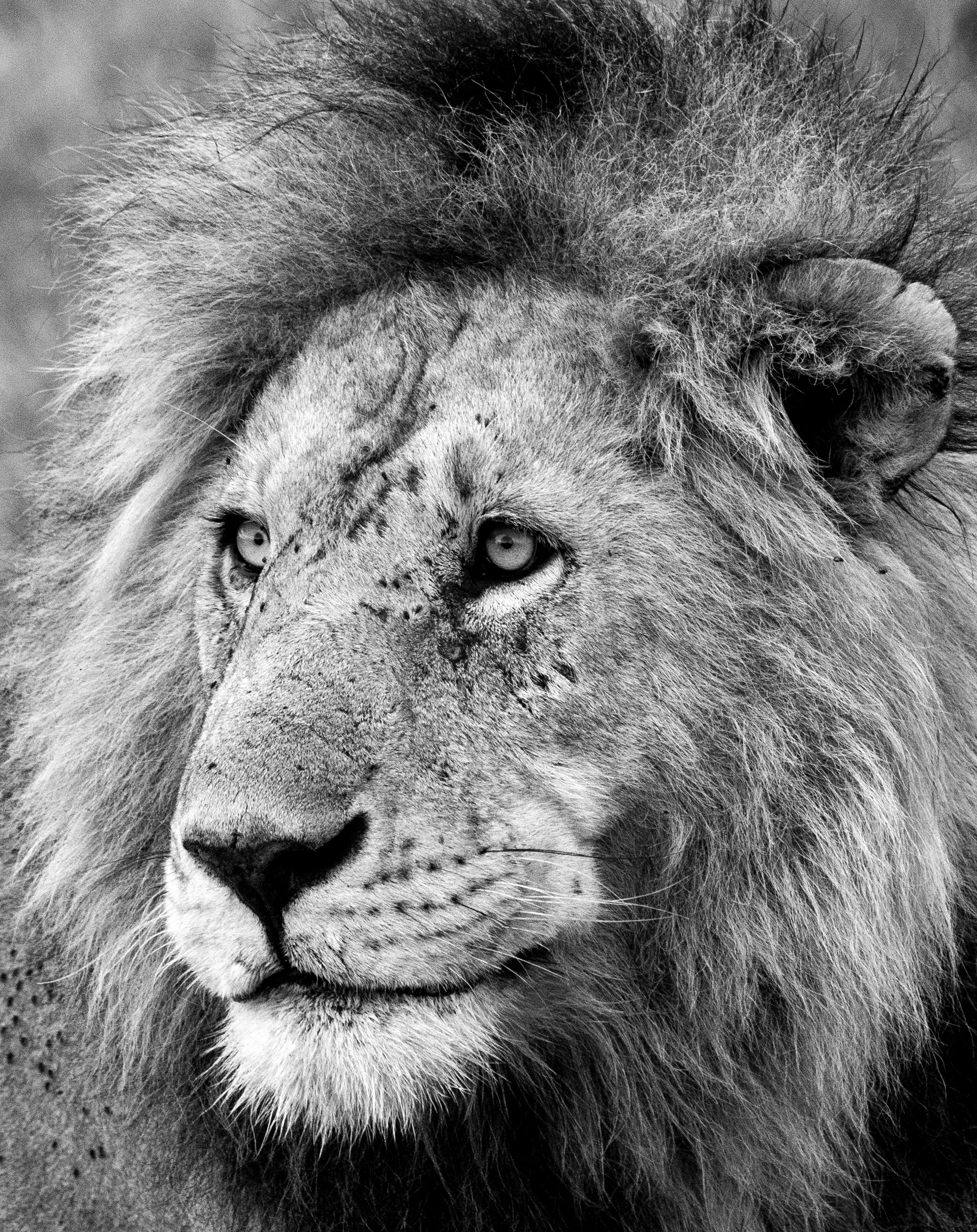 Close-up of a lion's face showcasing its powerful features and intense gaze. The monochrome tones highlight the texture of its mane and facial details.