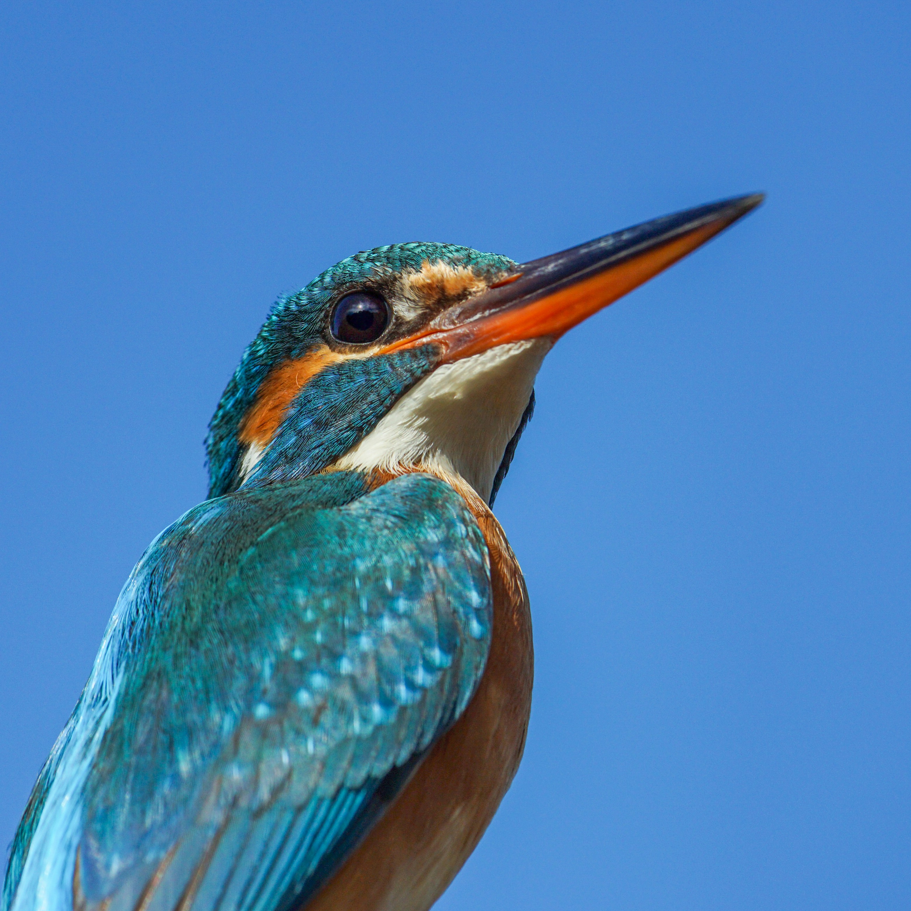 Portrait of a female Common Kingfisher