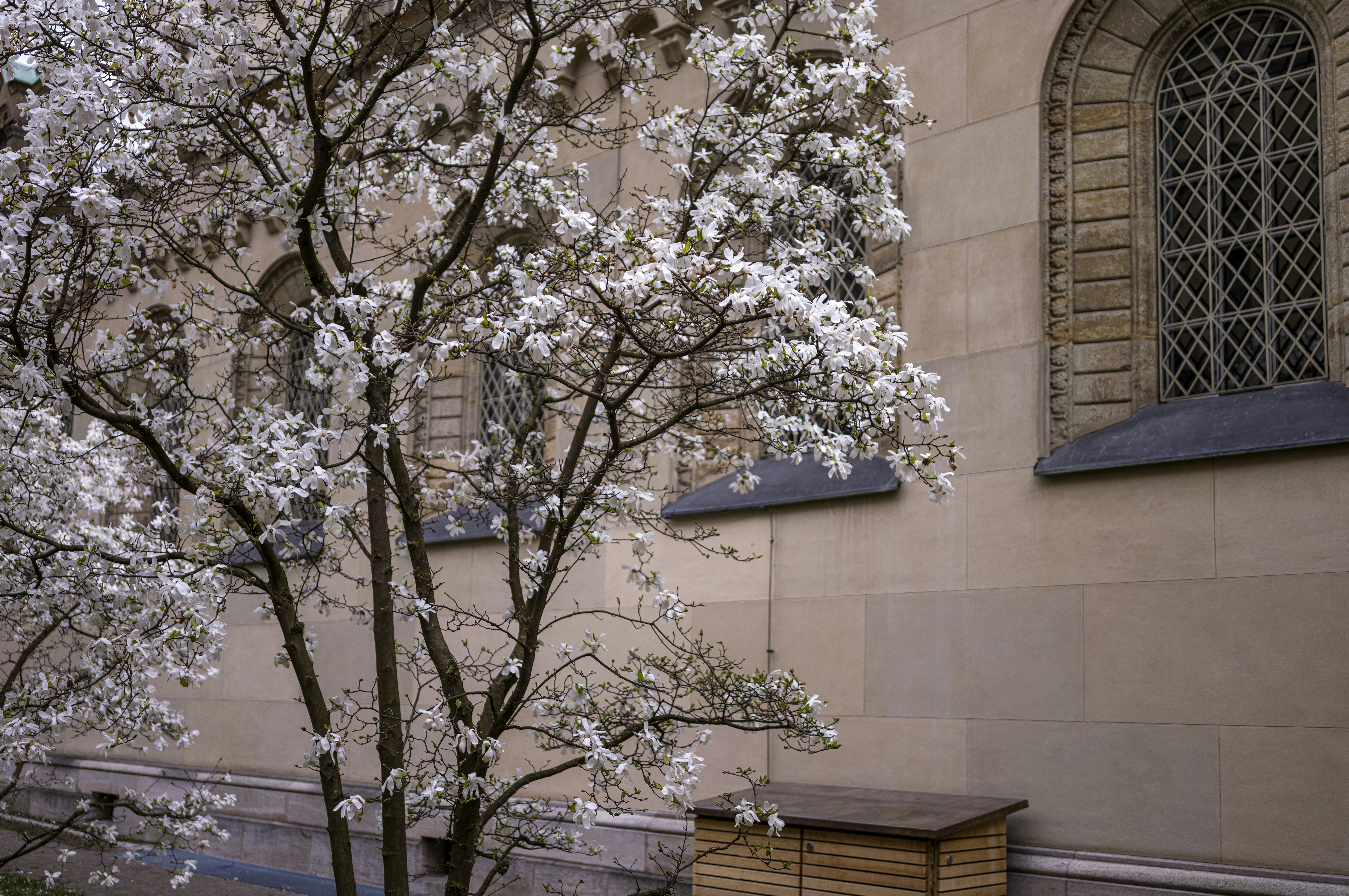 Flowering White Magnolia in historical Environment.