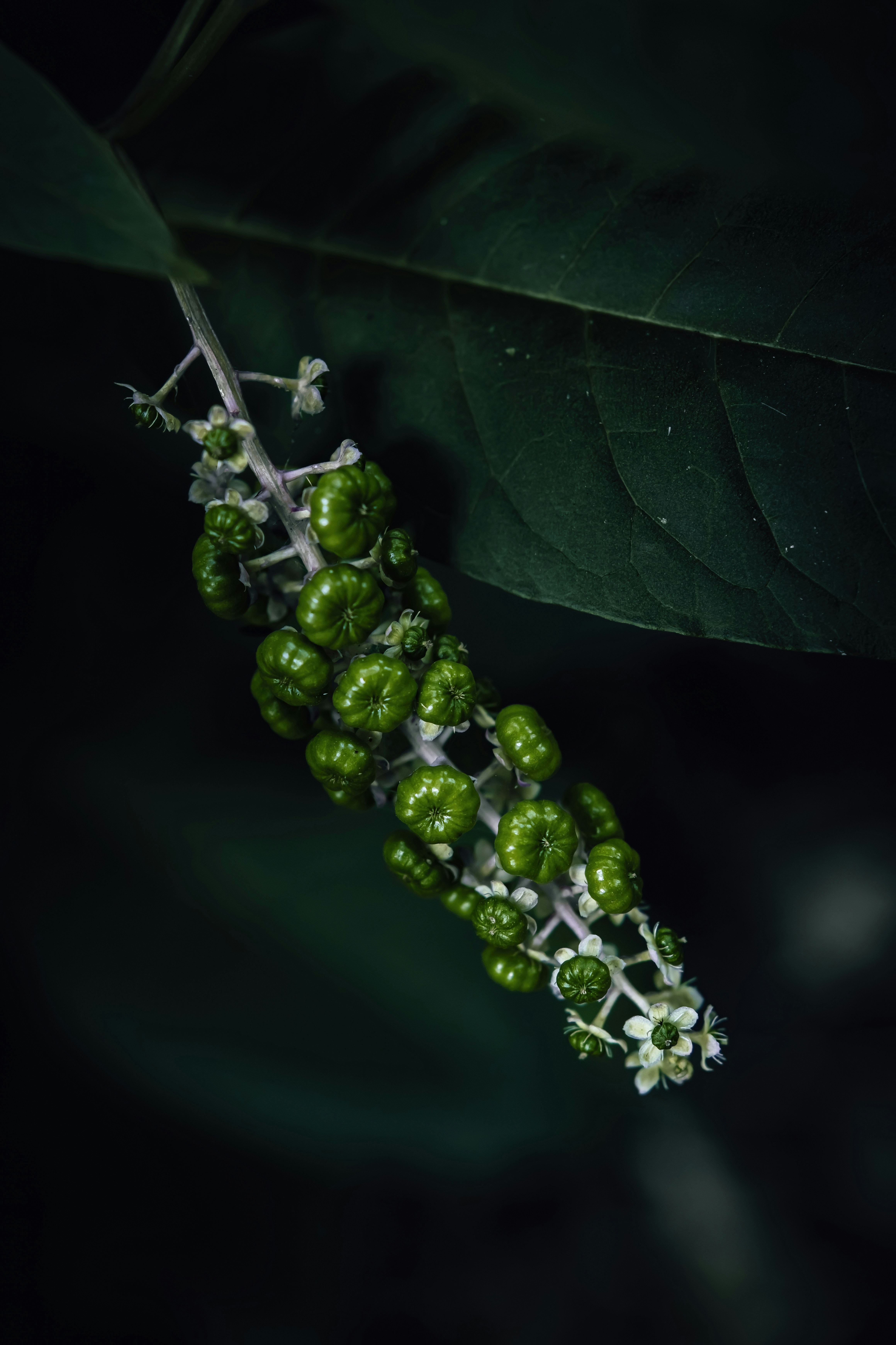 A close up of green Pokeweed berries