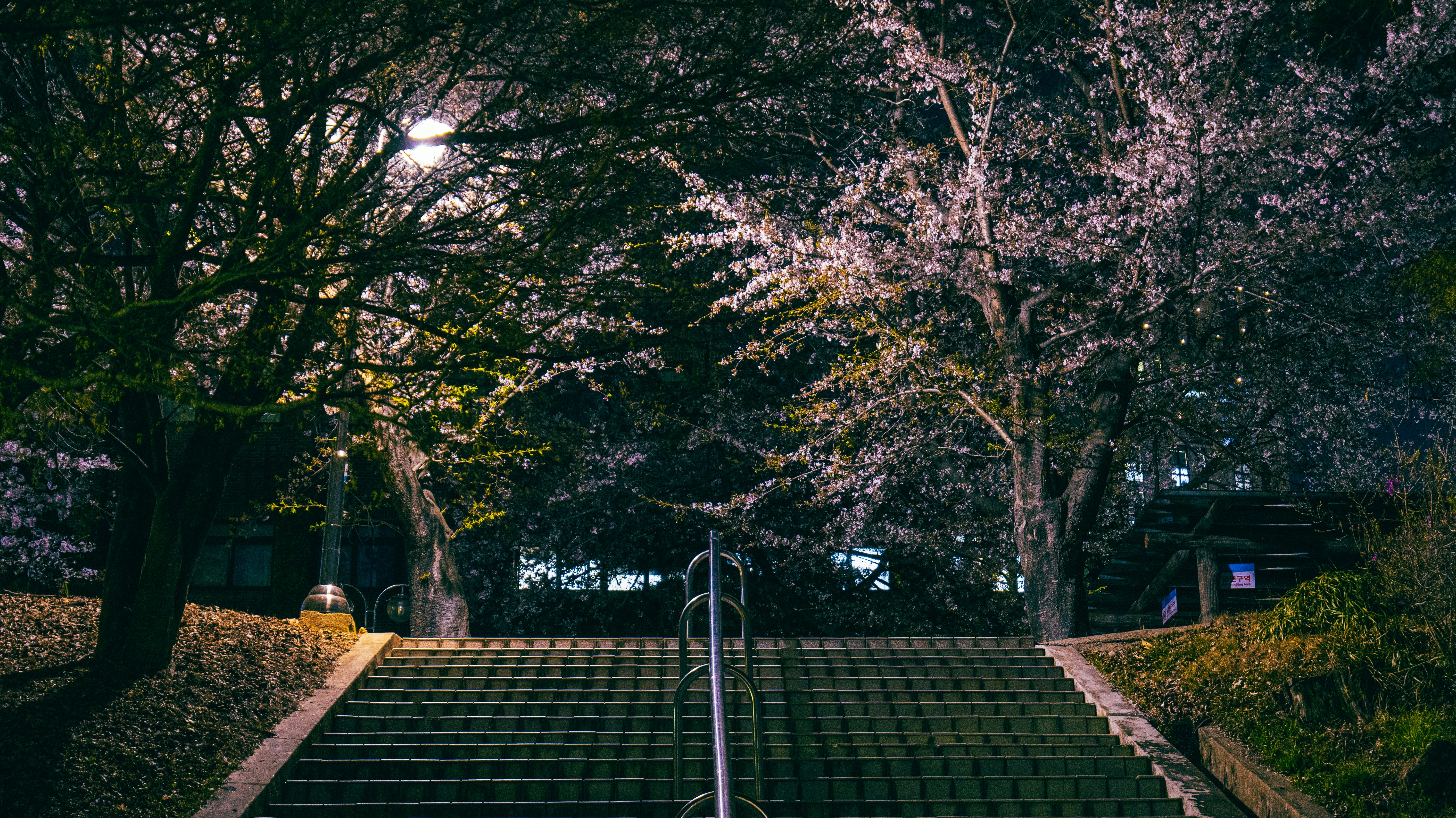 Lantern-lit Staircase Beneath Cherry Blossoms at Dusk