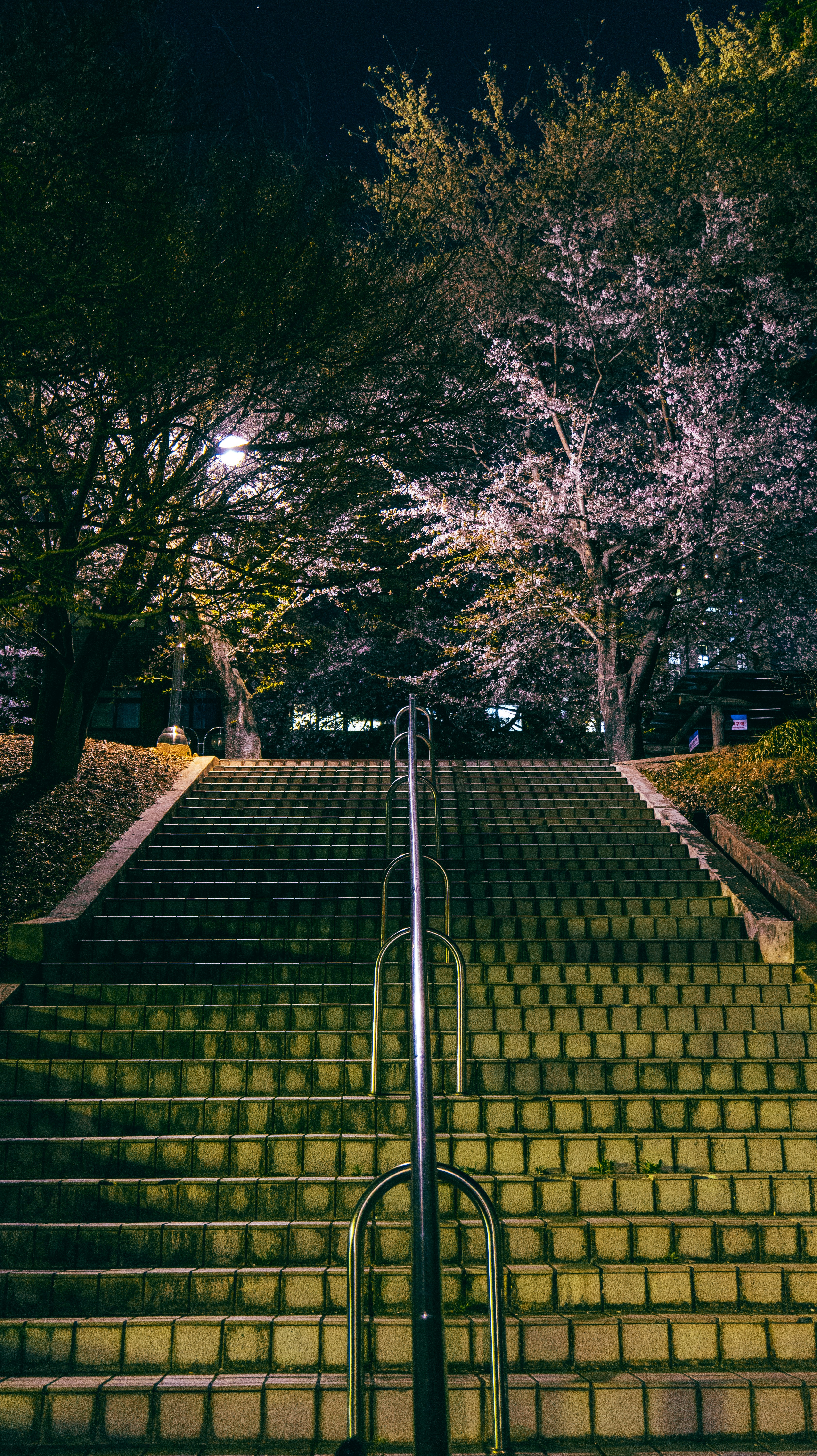 Midnight Ascent: A Neon-glow Staircase to Cherry Blossoms