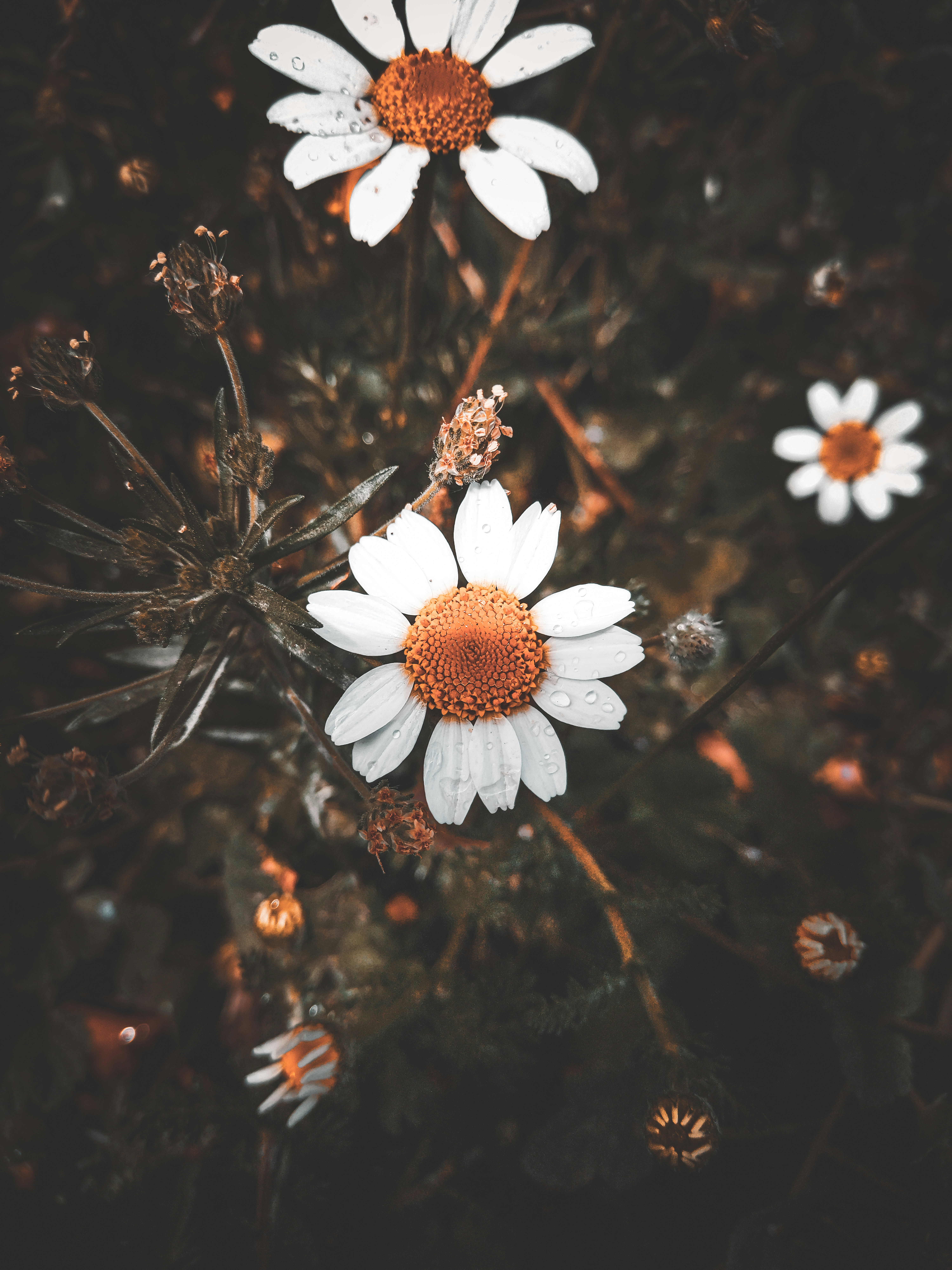 Daisy Chorus: A trio of white petals and amber centers in dim autumn light
