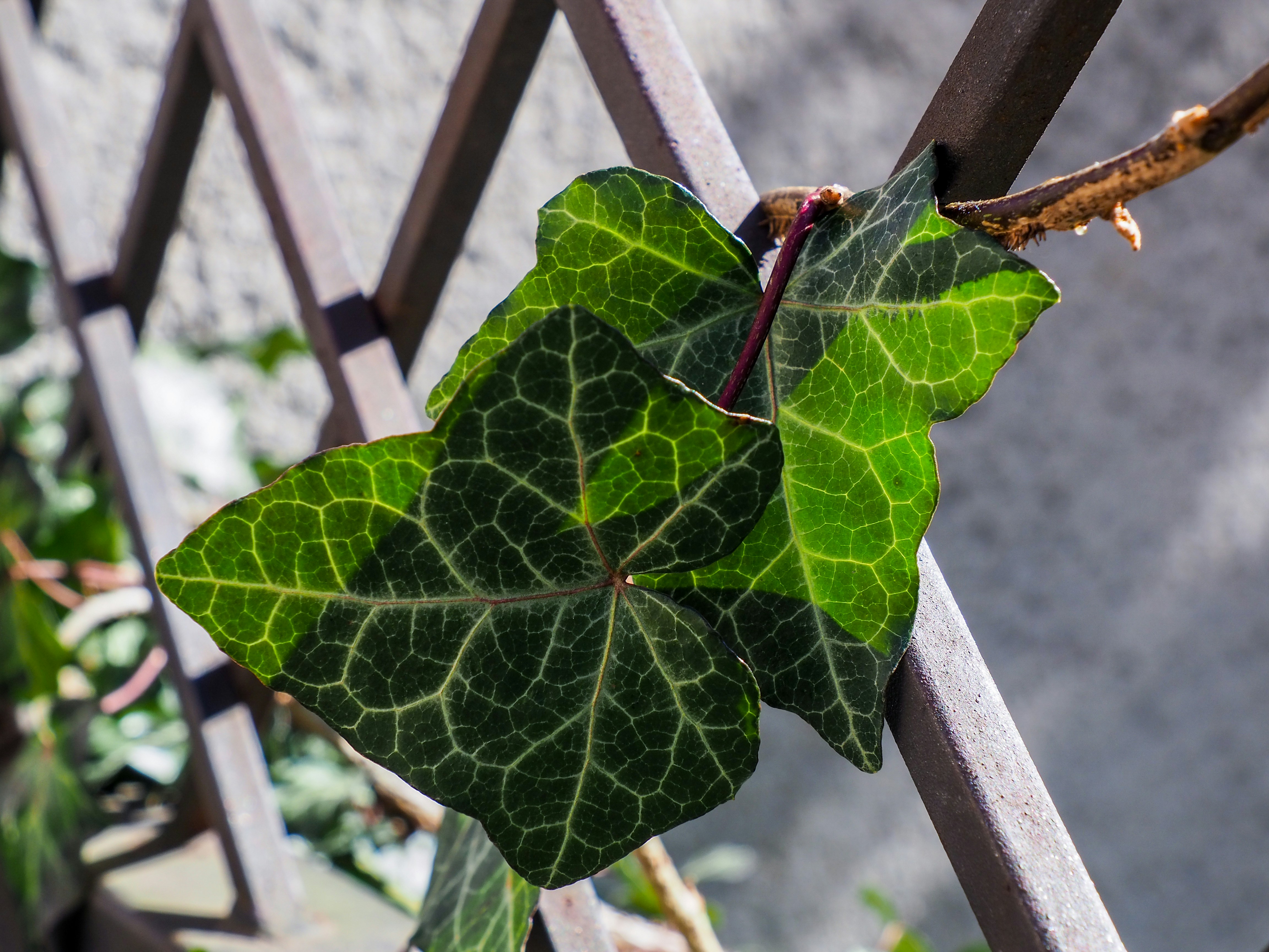Close-up of vibrant ivy leaves entwined in a lattice, showcasing their detailed veins and rich green hues.