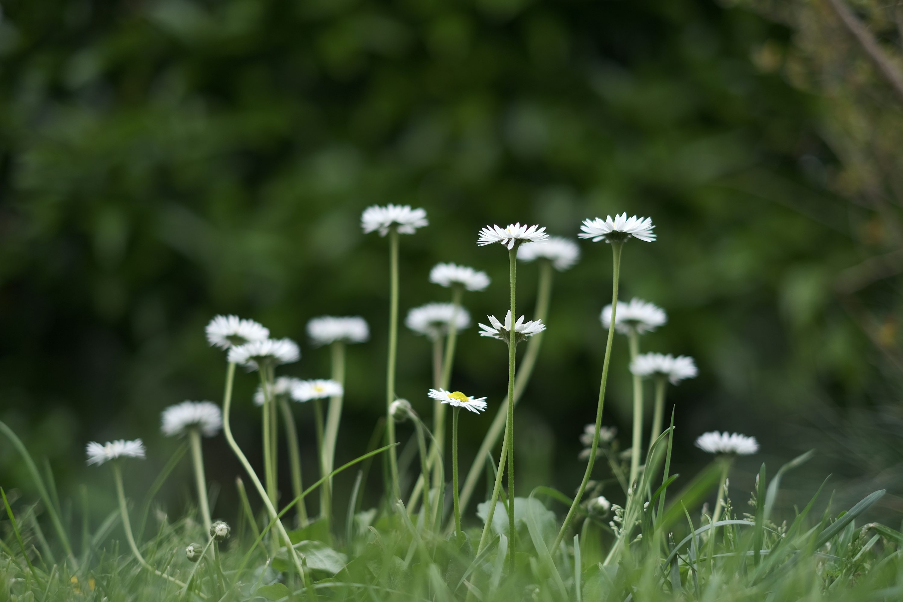 Un bouquet de fleurs blanches dans l’herbe photo – Image gratuite de ... Un bouquet de fleurs blanches dans l’herbe photo – Image gratuite de ...