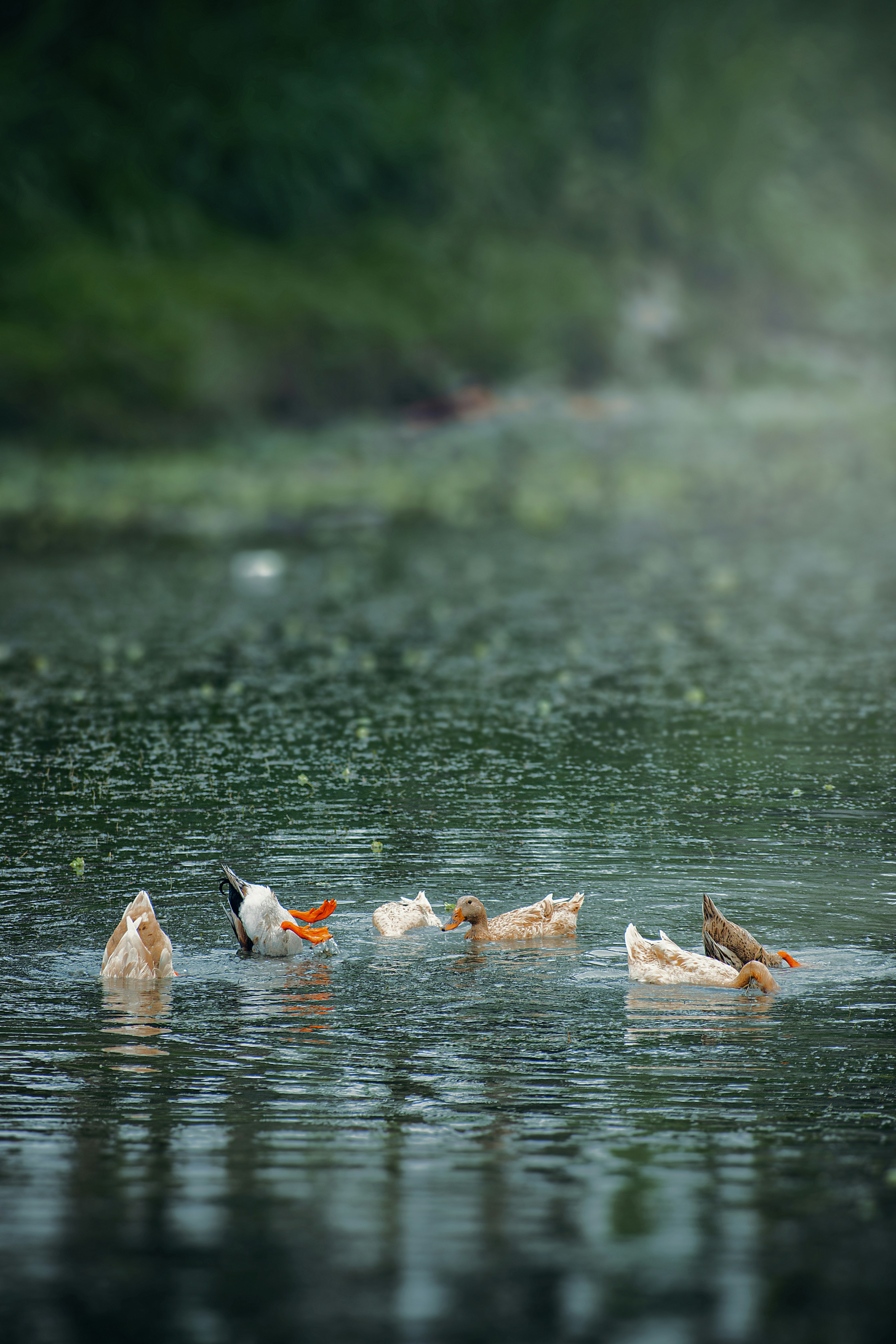 Ripple Choir: White Ducks Trace Orange Beaks Across a Quiet Lake