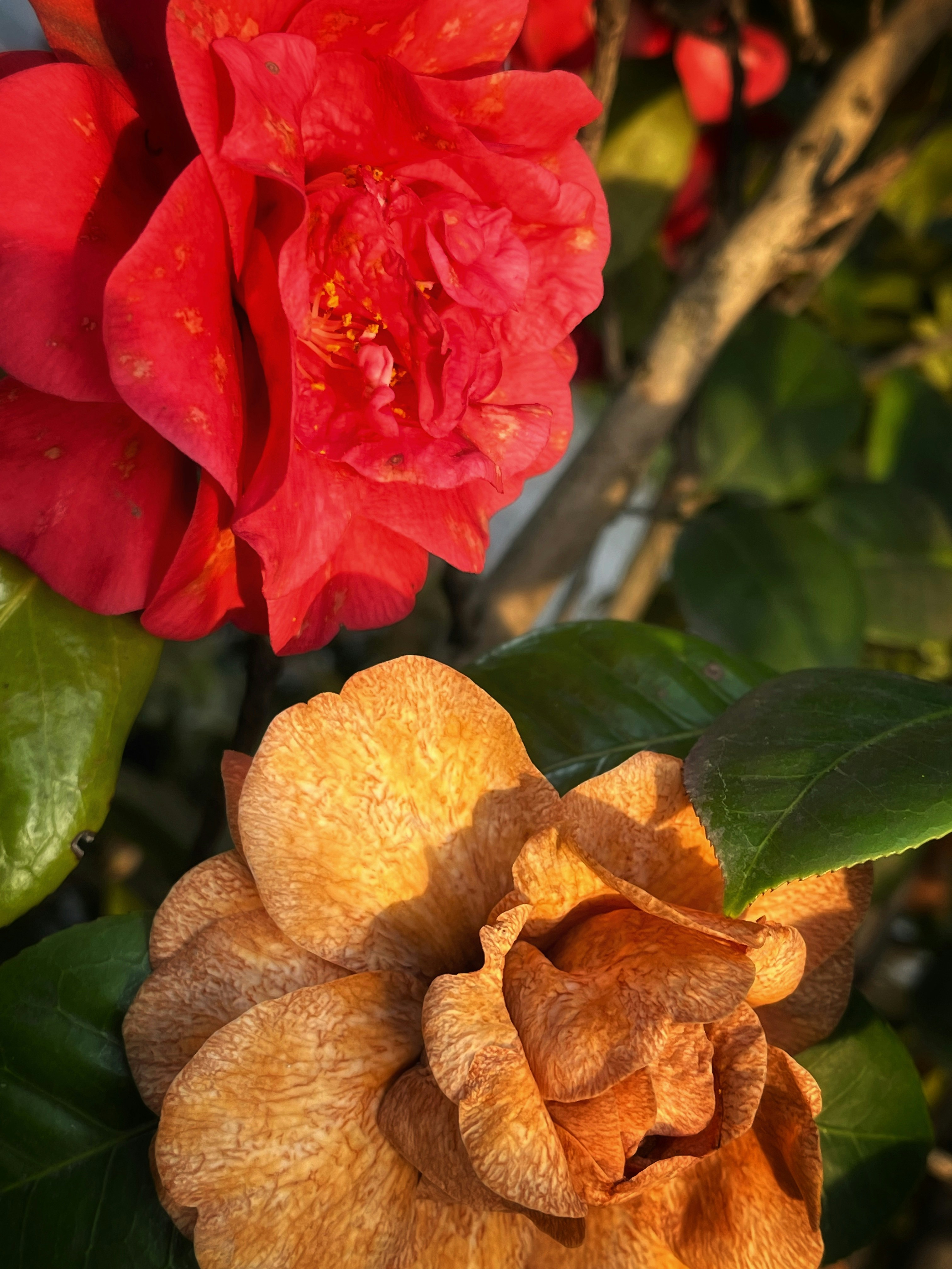 Crimson Bloom and Caramel Petals in a Sun-Warmed Close-Up