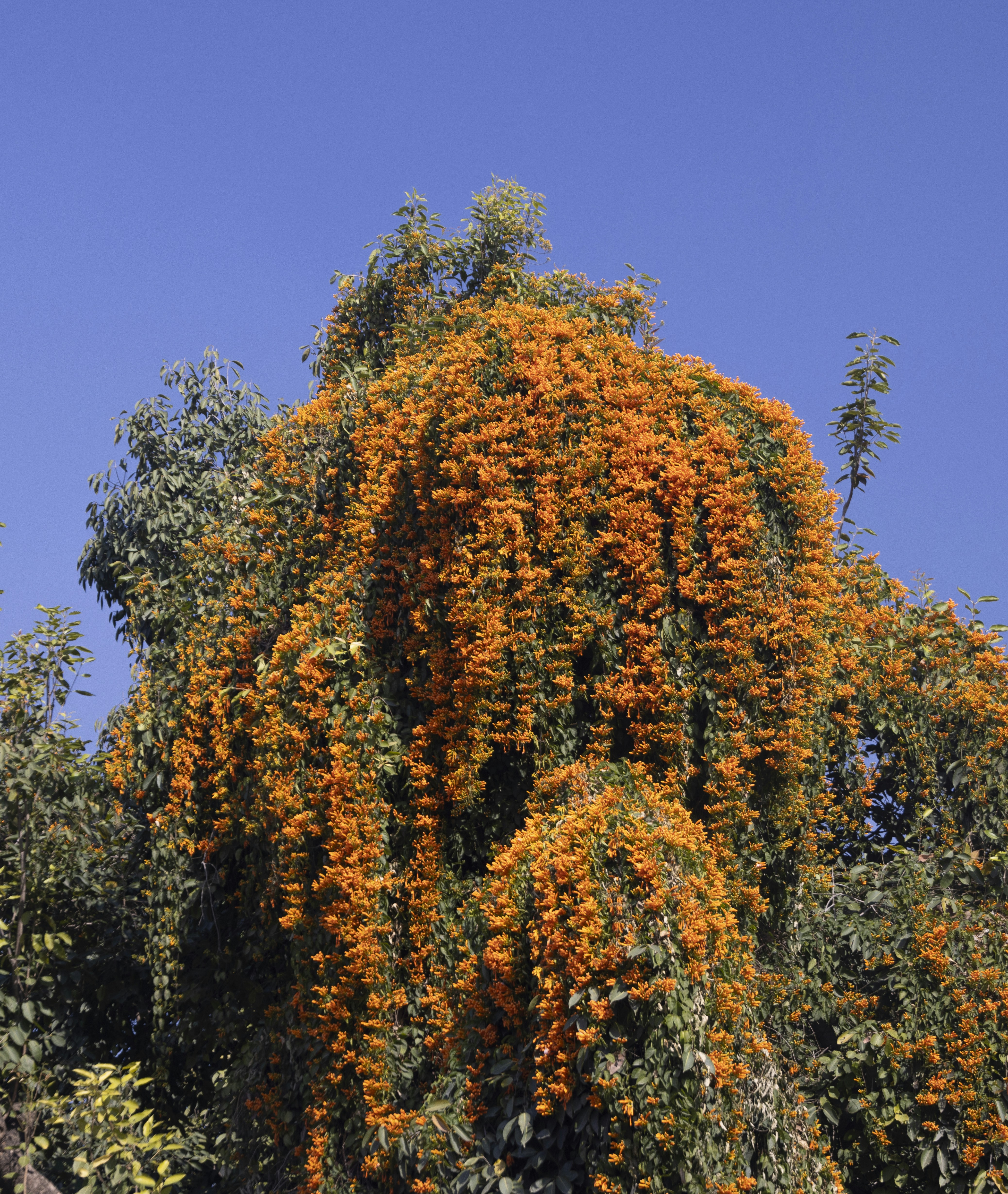 Ember Cascades: A Sunlit Tangle of Orange Blooms