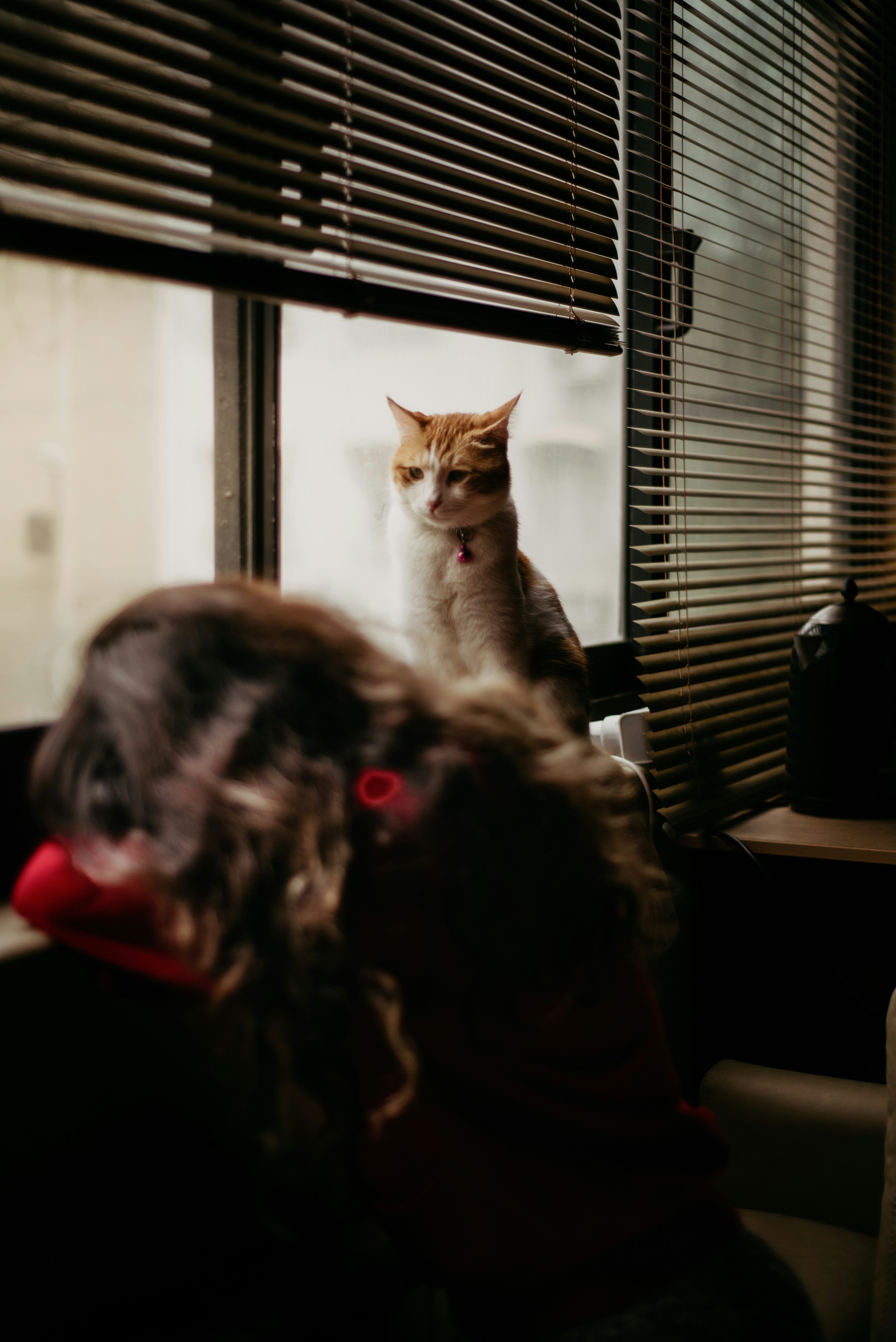 Window-Watched Cat: A Quiet Gaze Through Slatted Light