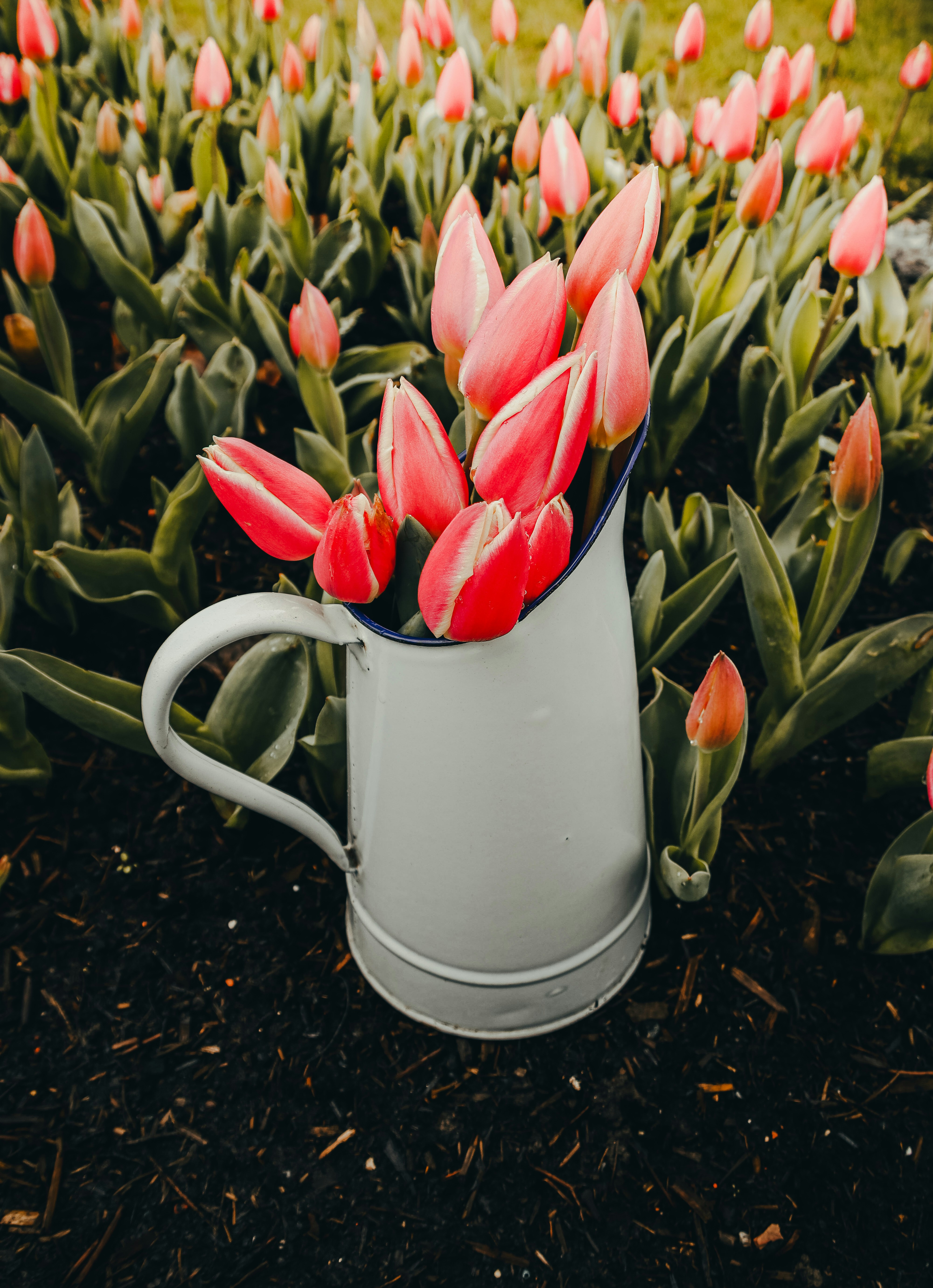 Pink Tulips in a Pale Pitcher: A Quiet Garden Still-Life