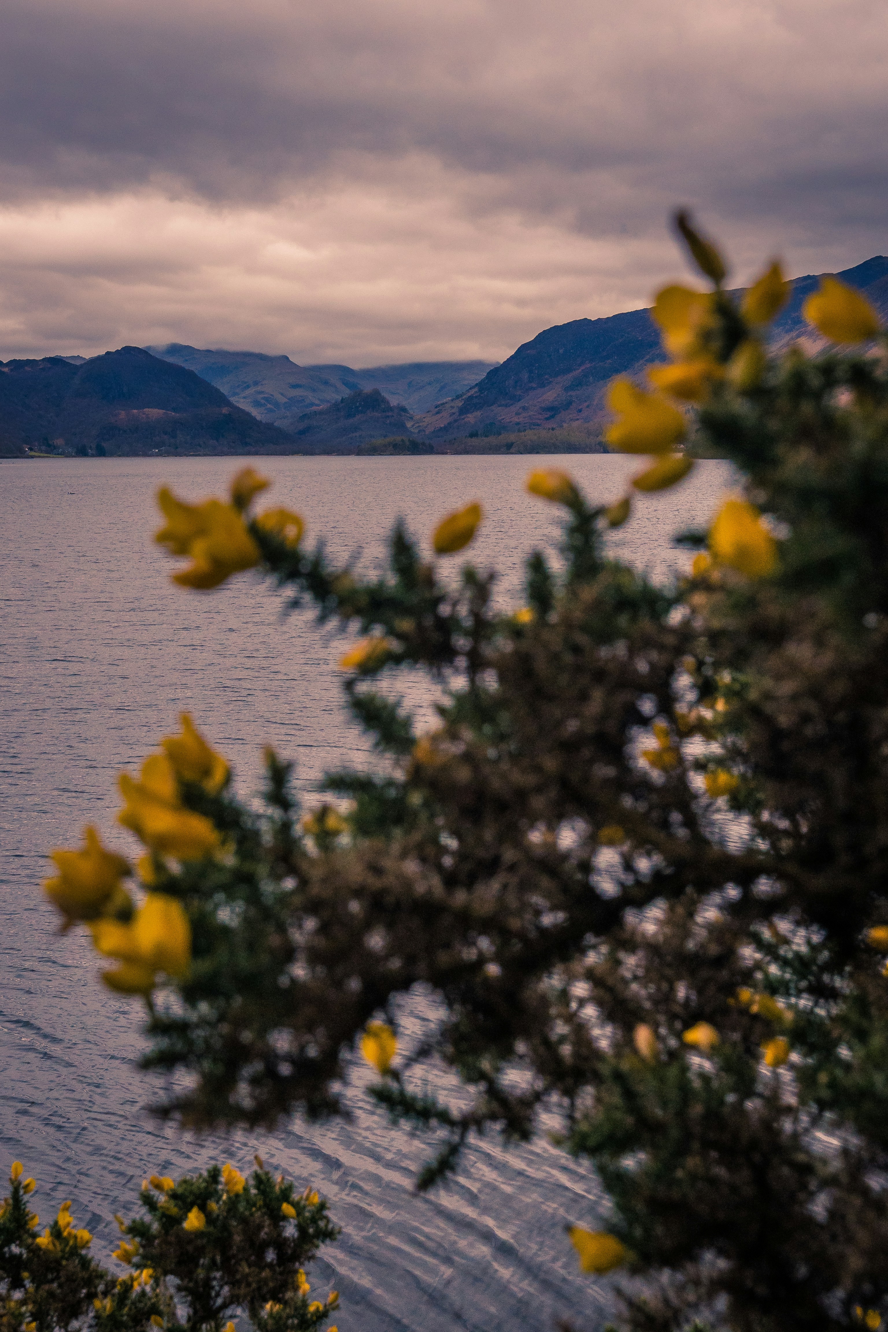 Yellow blooms along a lakeside frame a distant mountain range at dusk