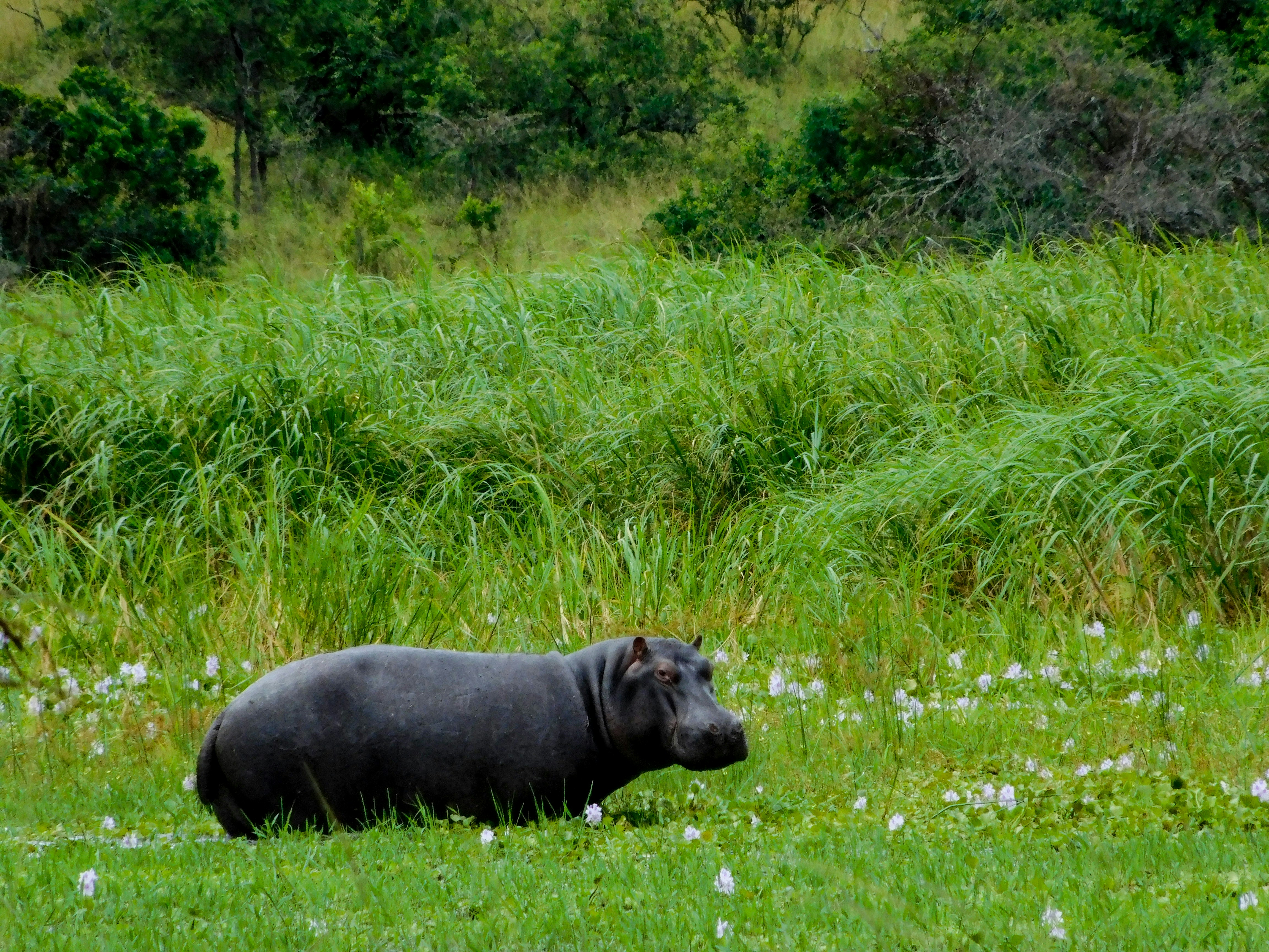 Emmy Shingiro (@eshingiro) | Unsplashフォトコミュニティ