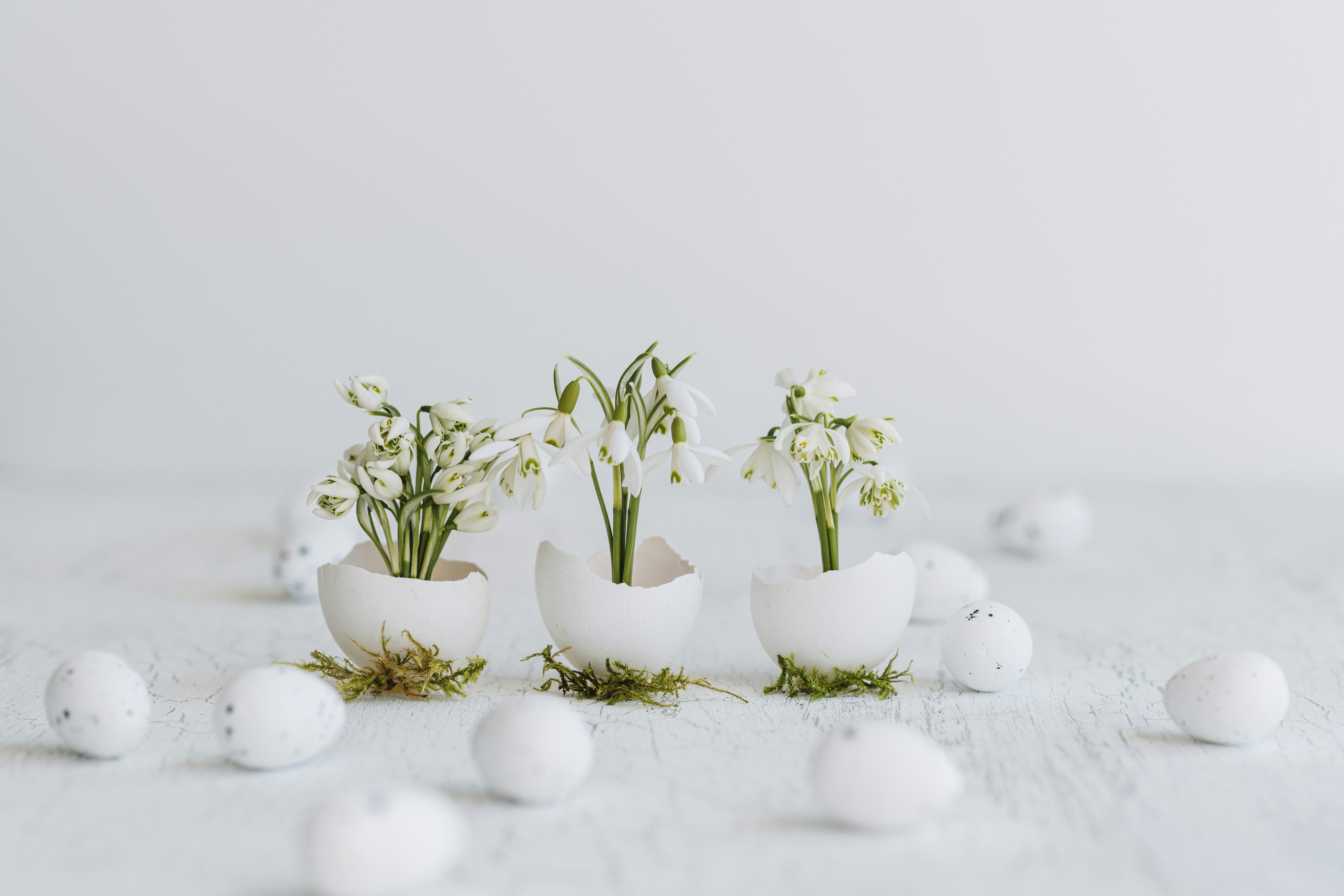 a group of eggs with flowers in them