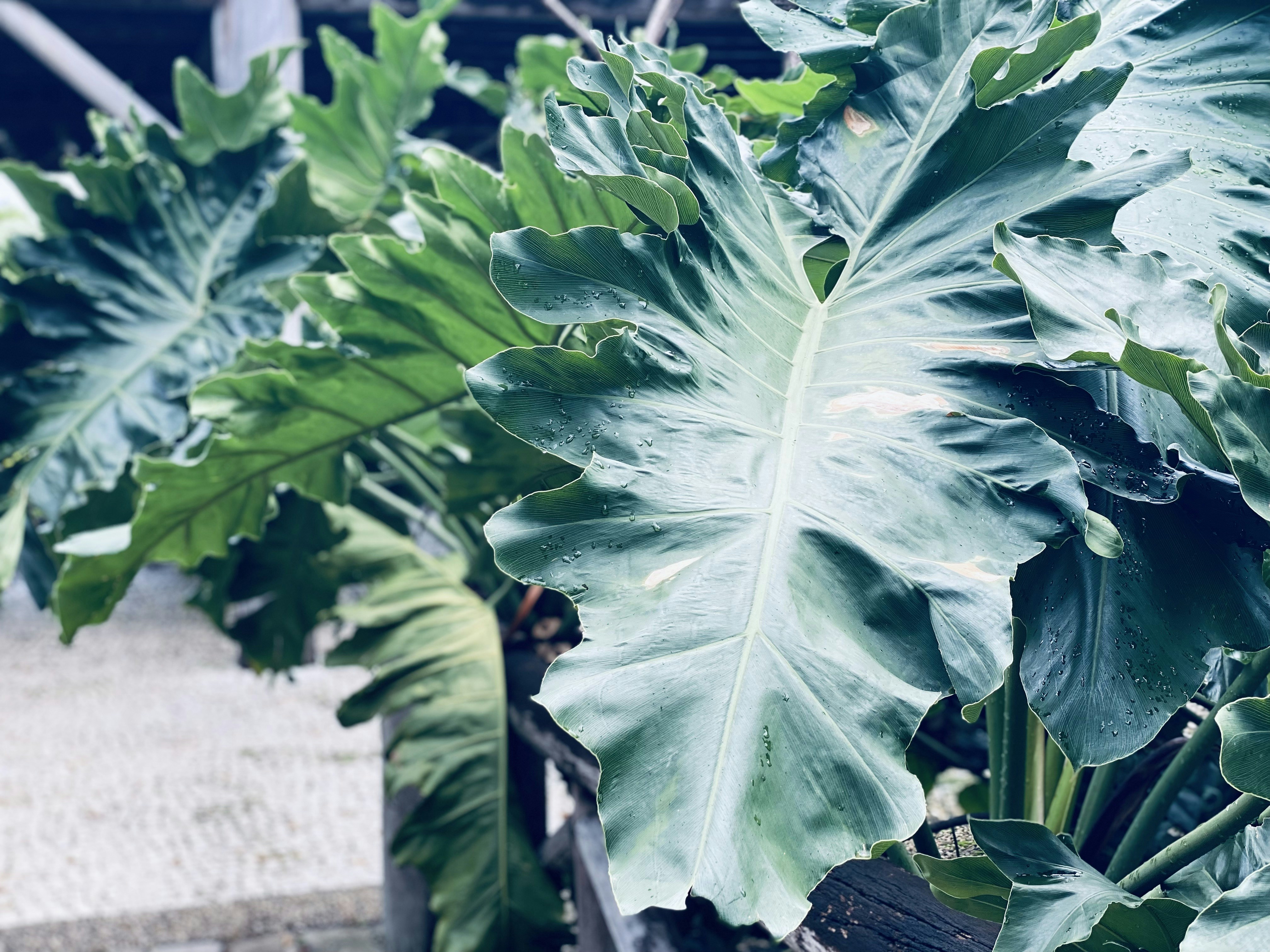 Photo by Laura Zanotti with Apple iPhone 11 Pro