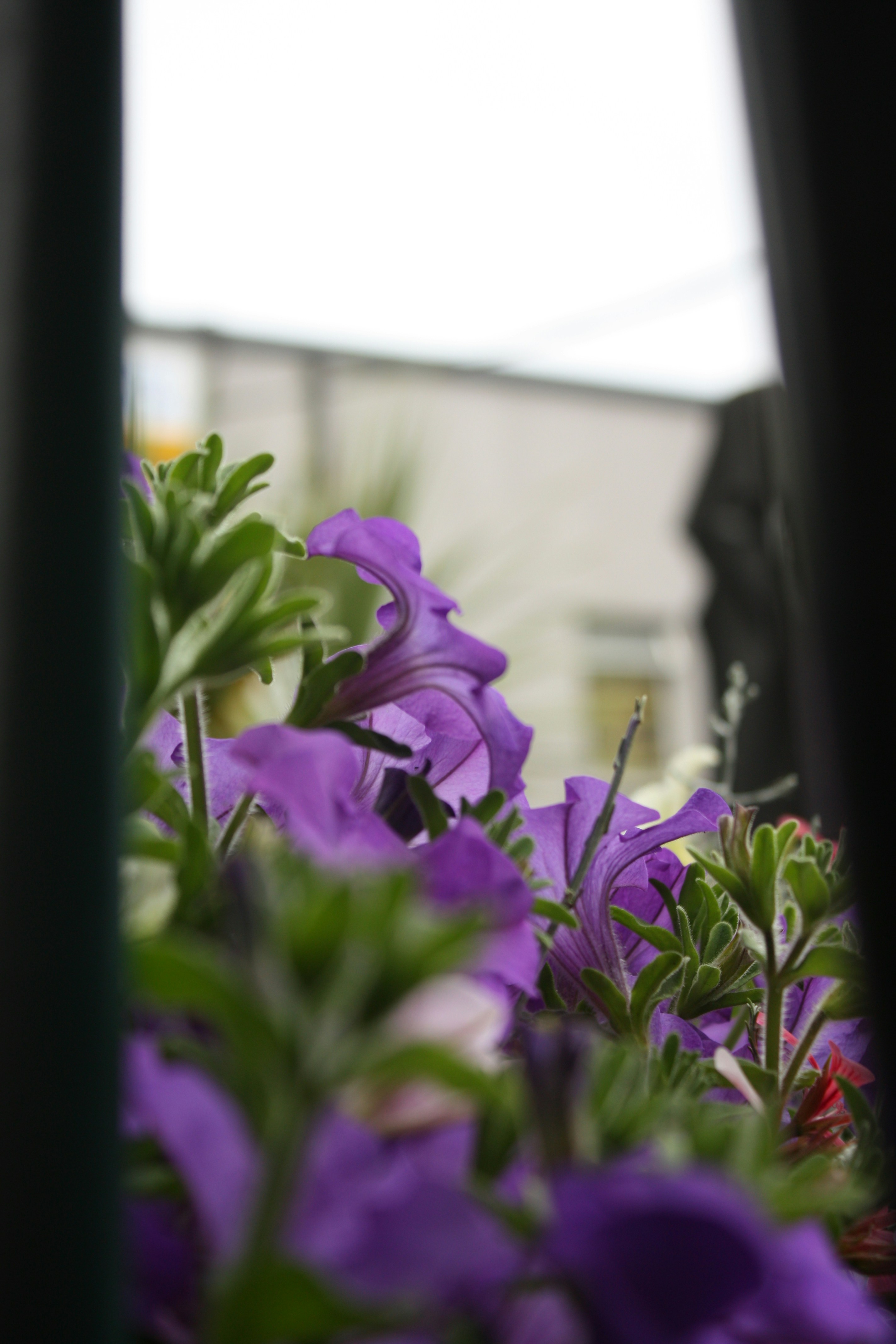 Lavender in the Frame: a Quiet Windowbox Moment