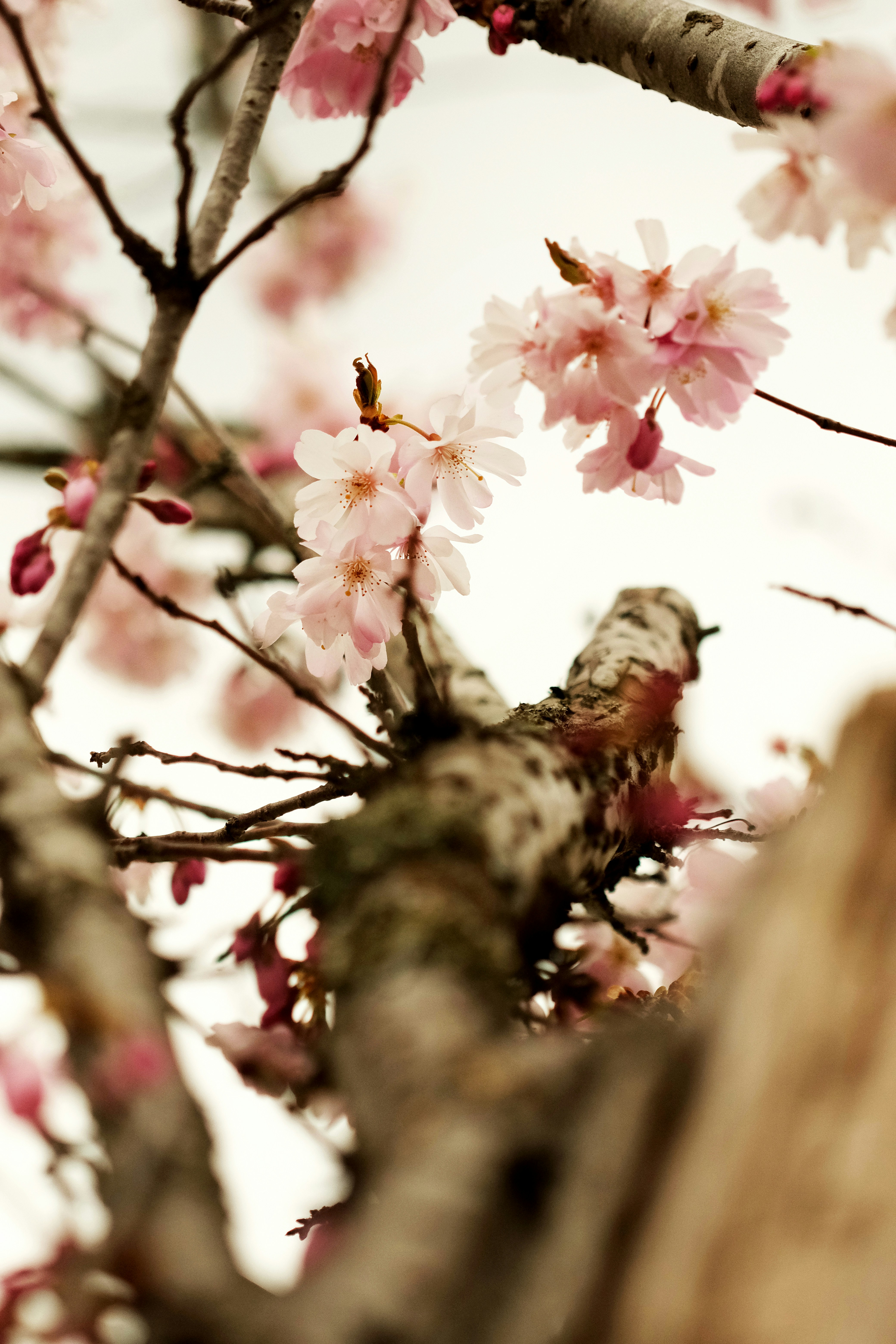 Petals in Focus: A Quiet Close-Up of Cherry Blossom Branch