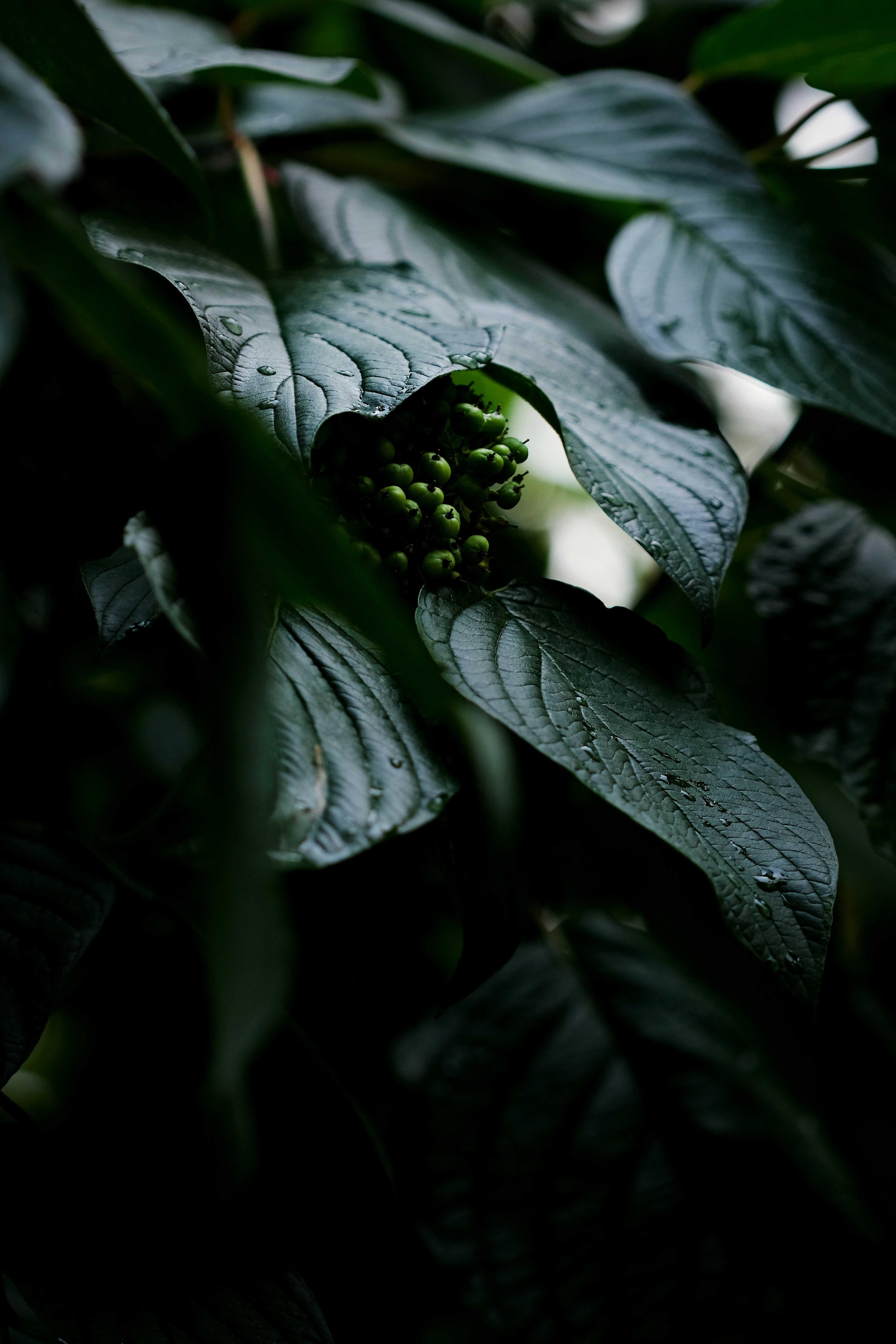 Photo by Cody  Chan with Fujifilm X-T4