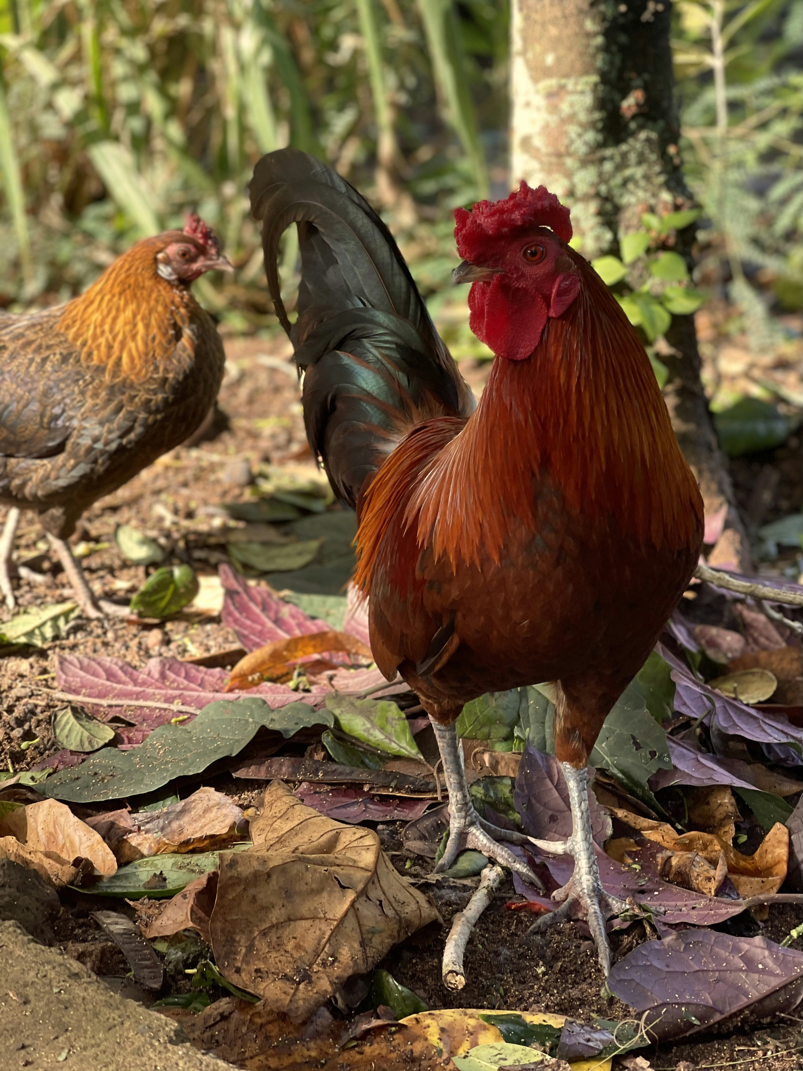 Rooster and hen walking along a garden pathway together.
