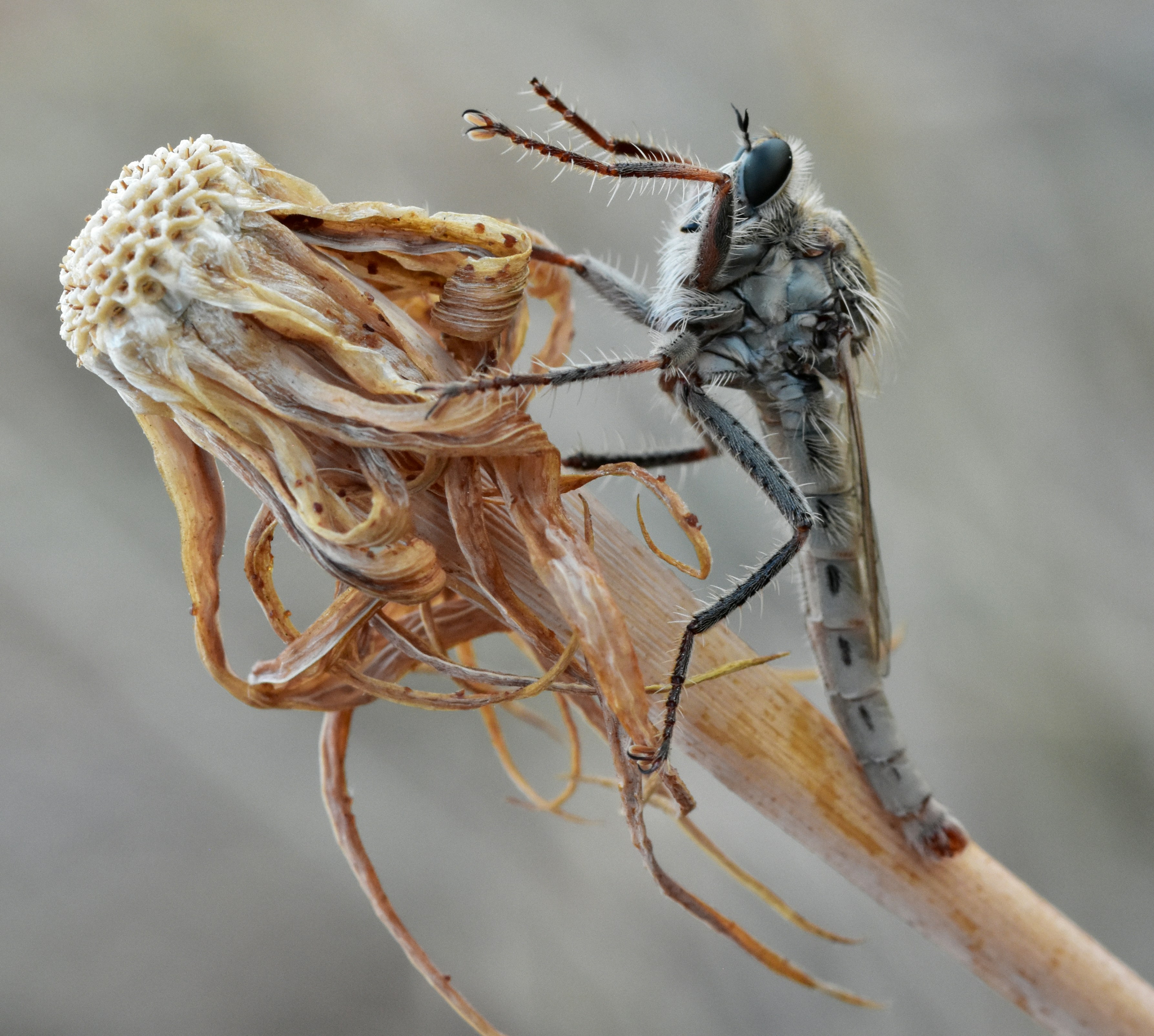 Foto Un primer plano de un insecto en una planta – Imagen Insecto ...