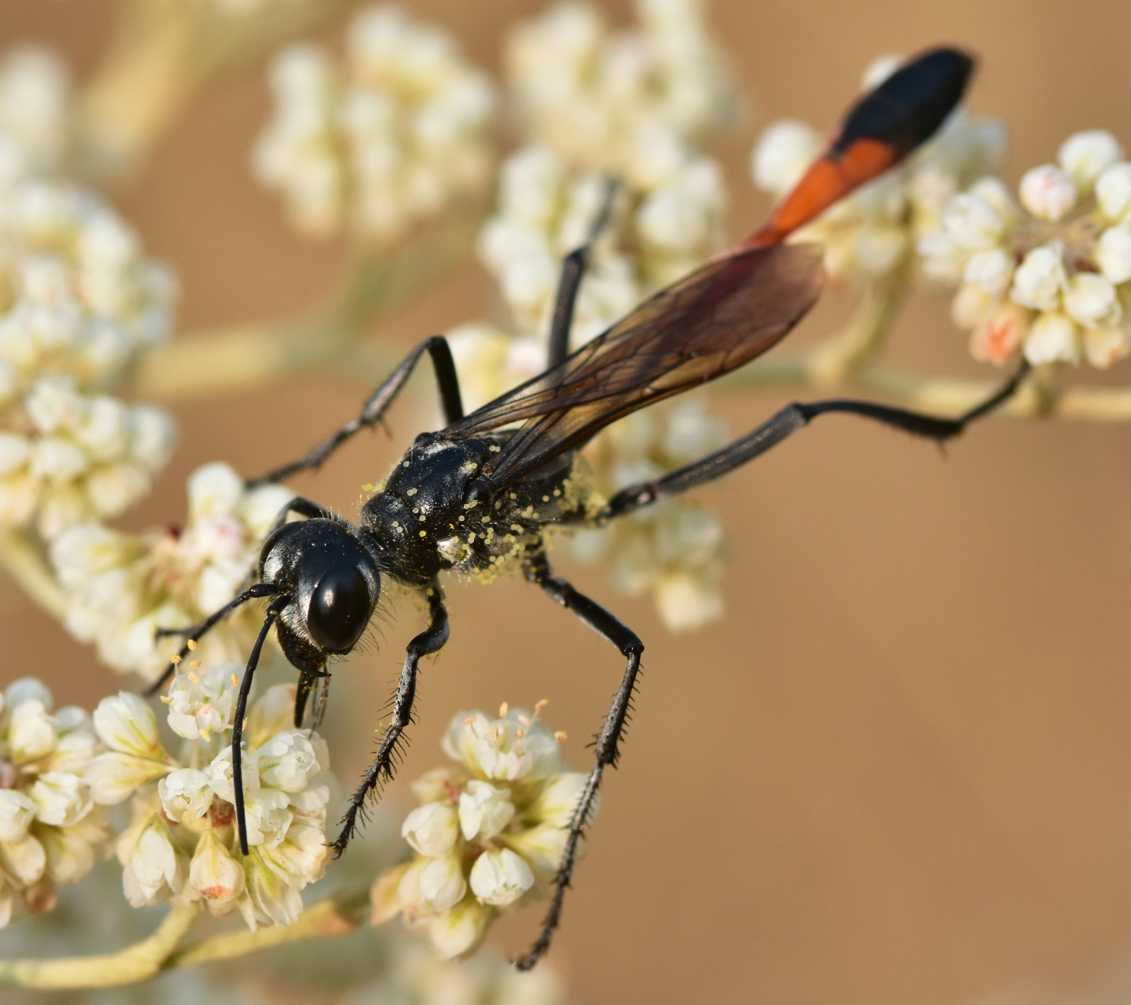 Whisper on the White: Macro Portrait of a Wasp