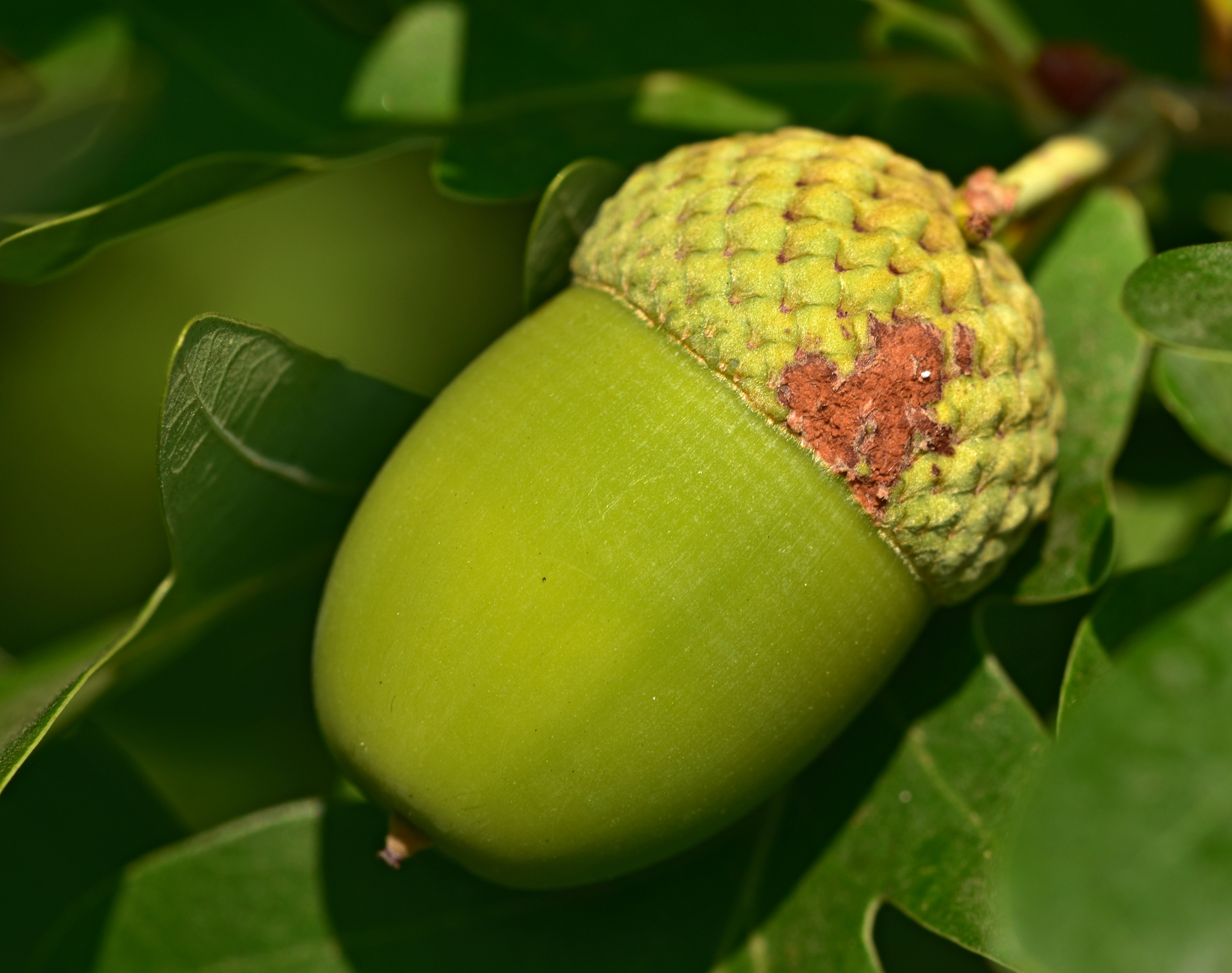 Close-up of a vibrant green acorn nestled among lush leaves, showcasing its unique texture and color variations.