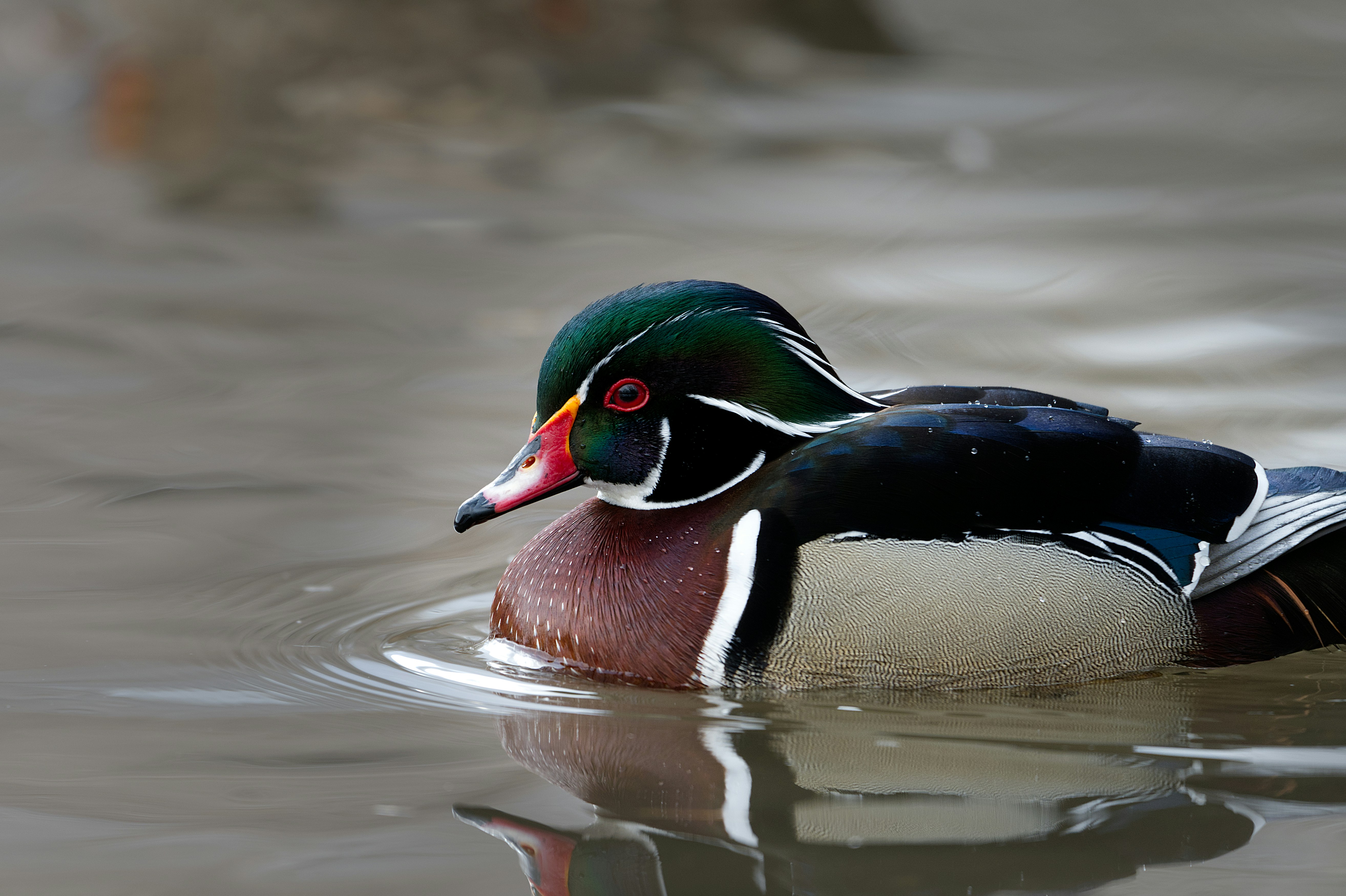 Emerald Crowned Mandarin Duck Gliding Through Silvery Ripples