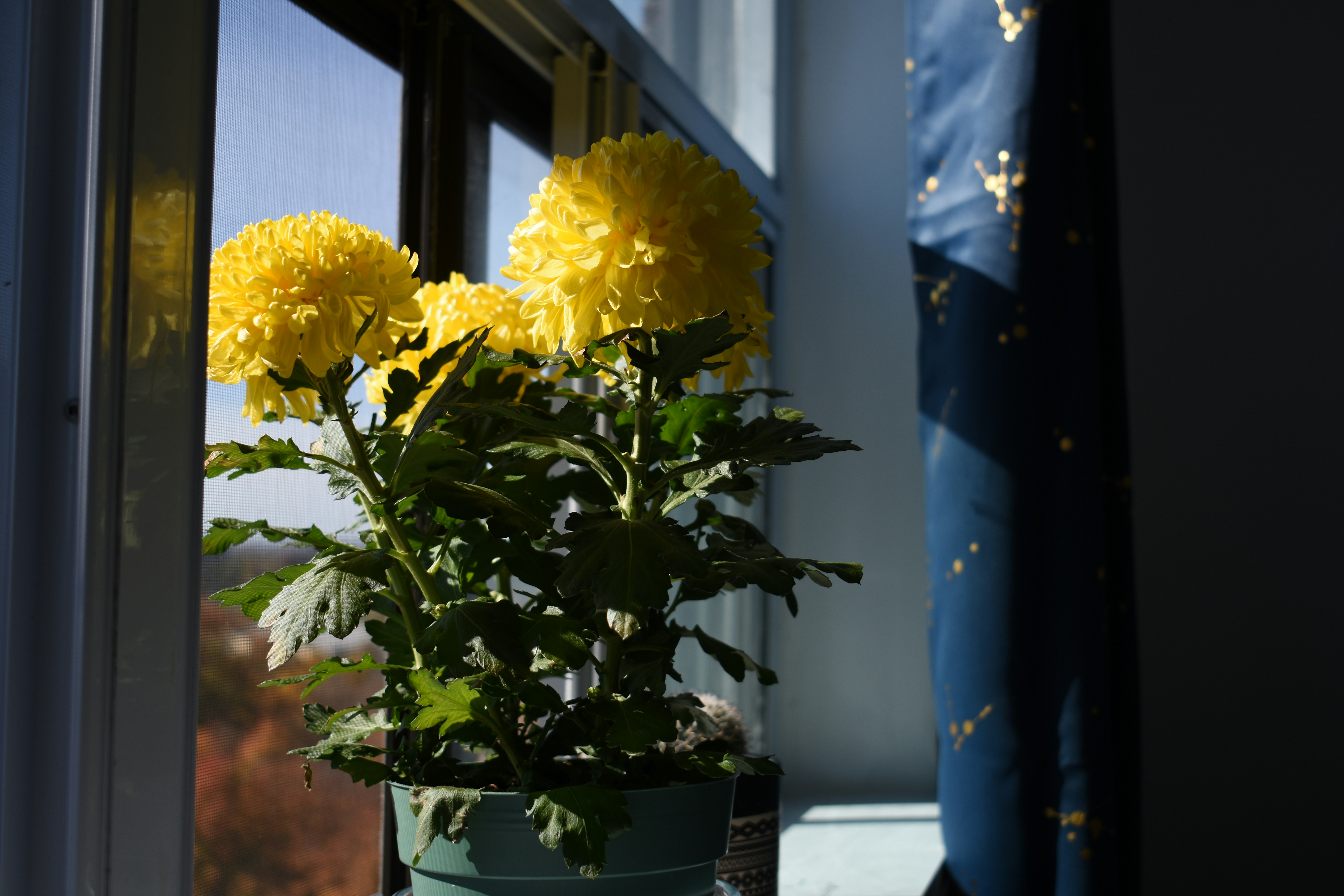 Yellow plant with green leaves and stem in a pot on a window sill.