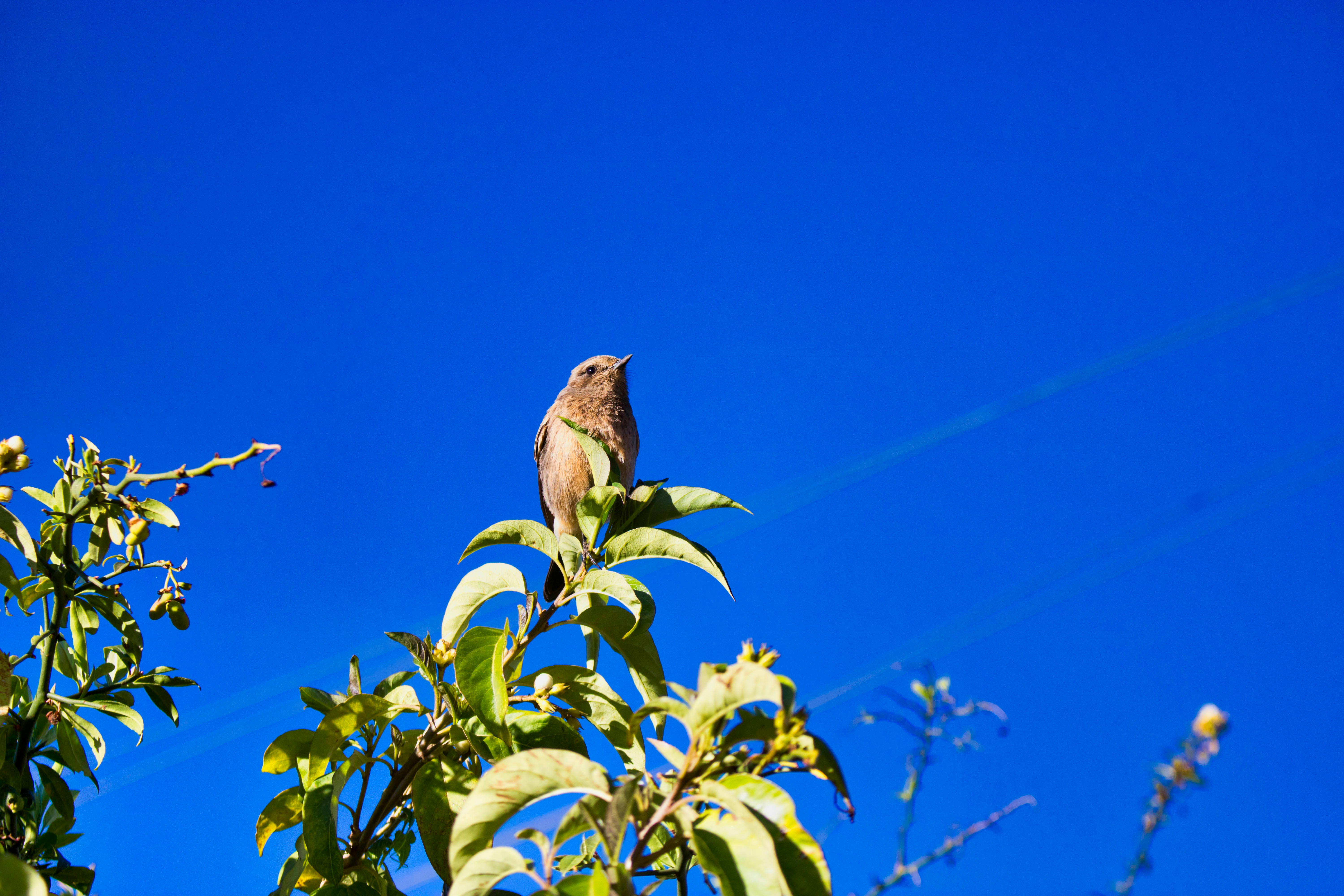 Cobalt Sky, Quiet Perch: A Lone Bird Crowned by Greenery