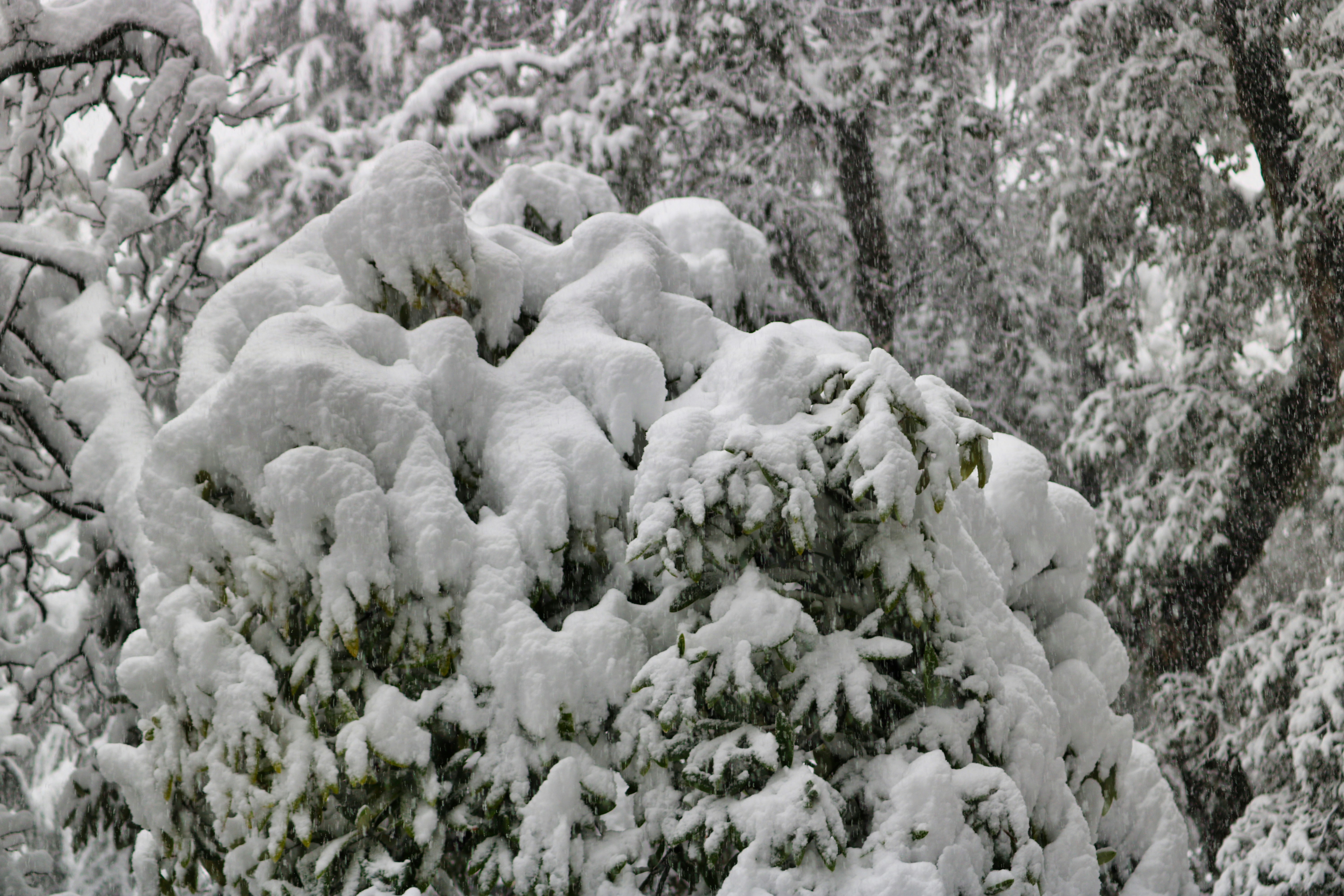 Snow-Curled Conifer Amid a Quiet Winter Forest