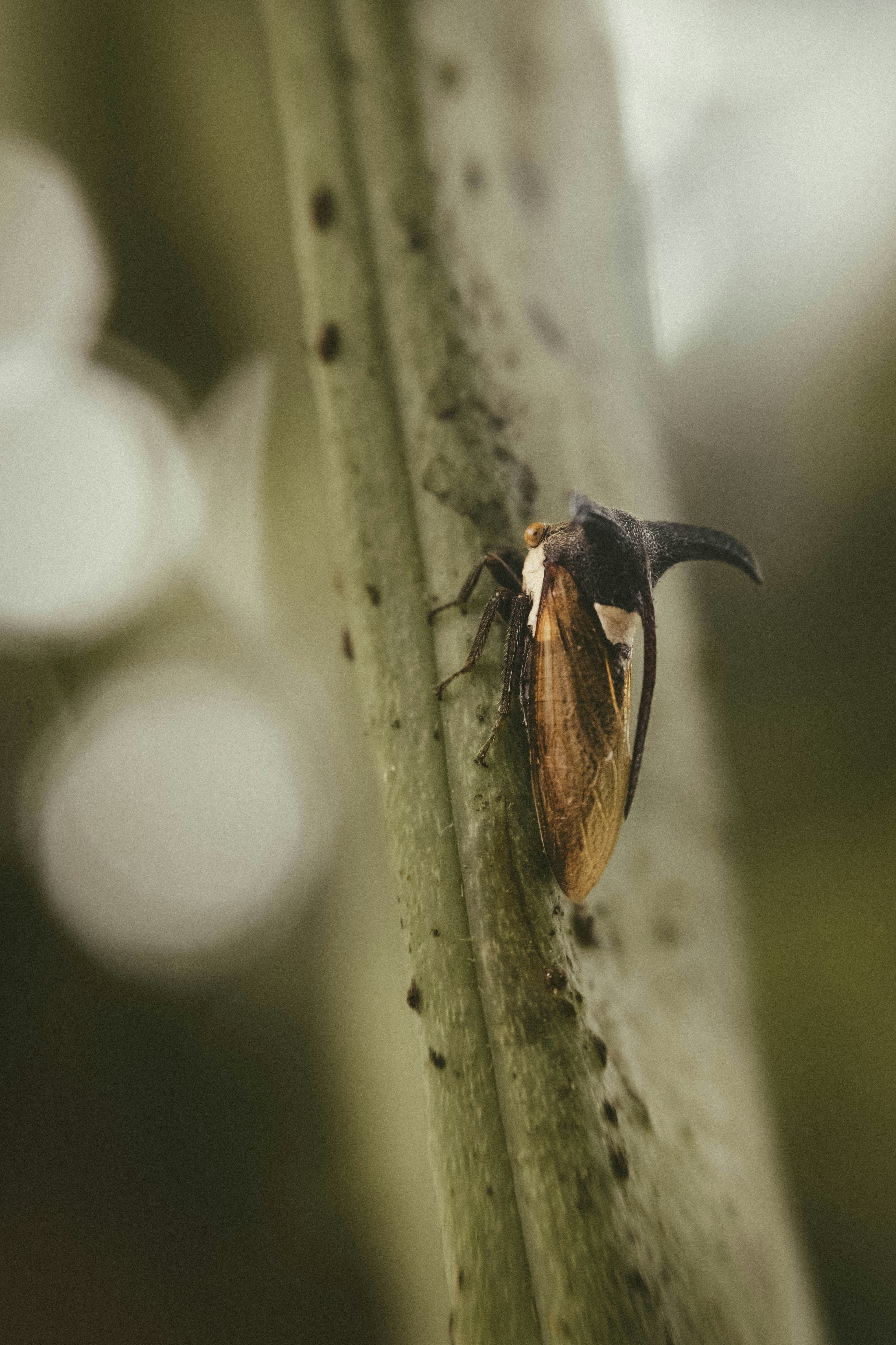 Un insecte brun et noir assis sur une feuille photo – Image gratuite de ...