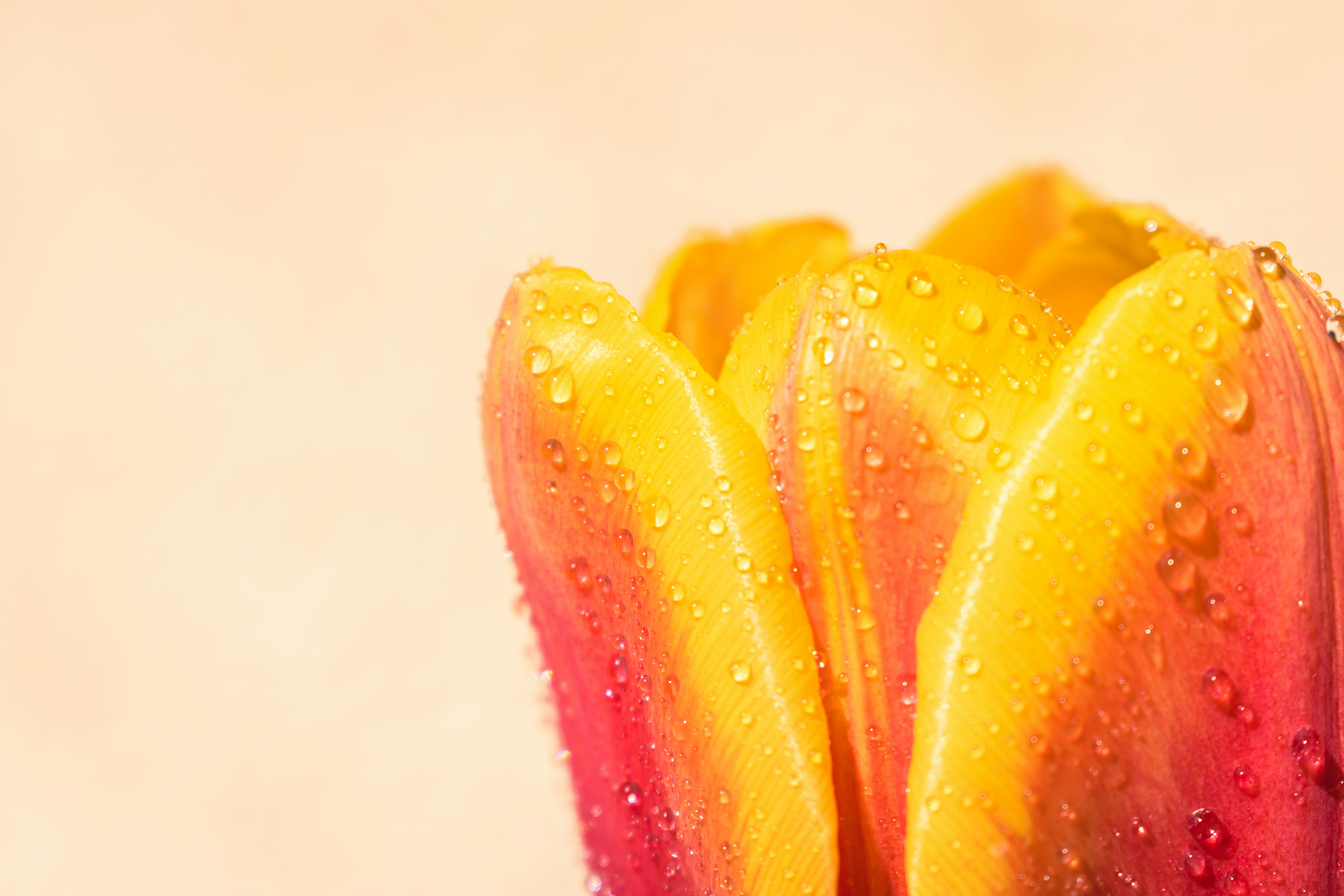 Dew-Kissed Amber Tulip: A Macro Study in Morning Light