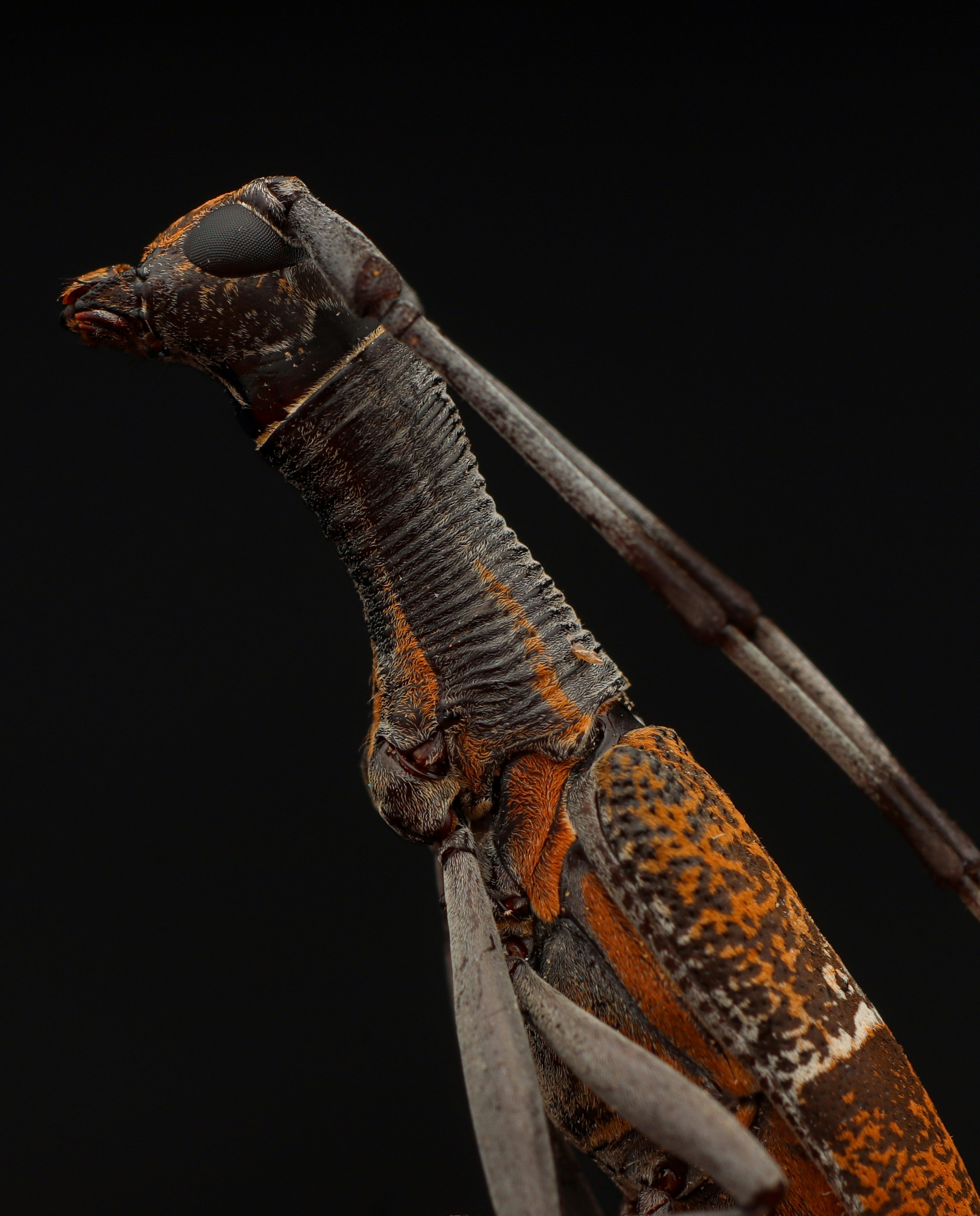 A close up of an insect on a black background photo – Free Mace club ...