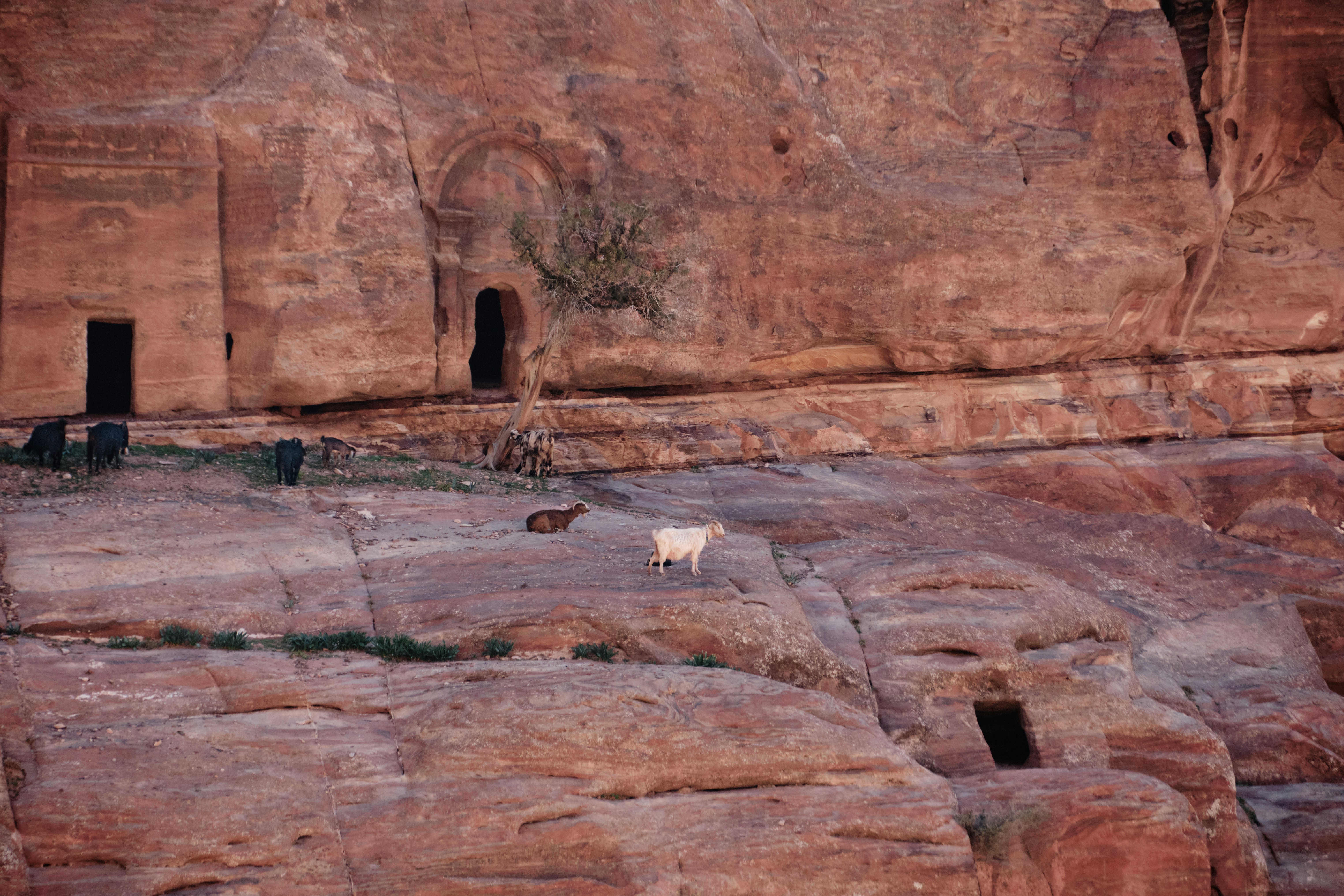 Nomads on the Painted Rim: A Herd Traverses the Red Canyon