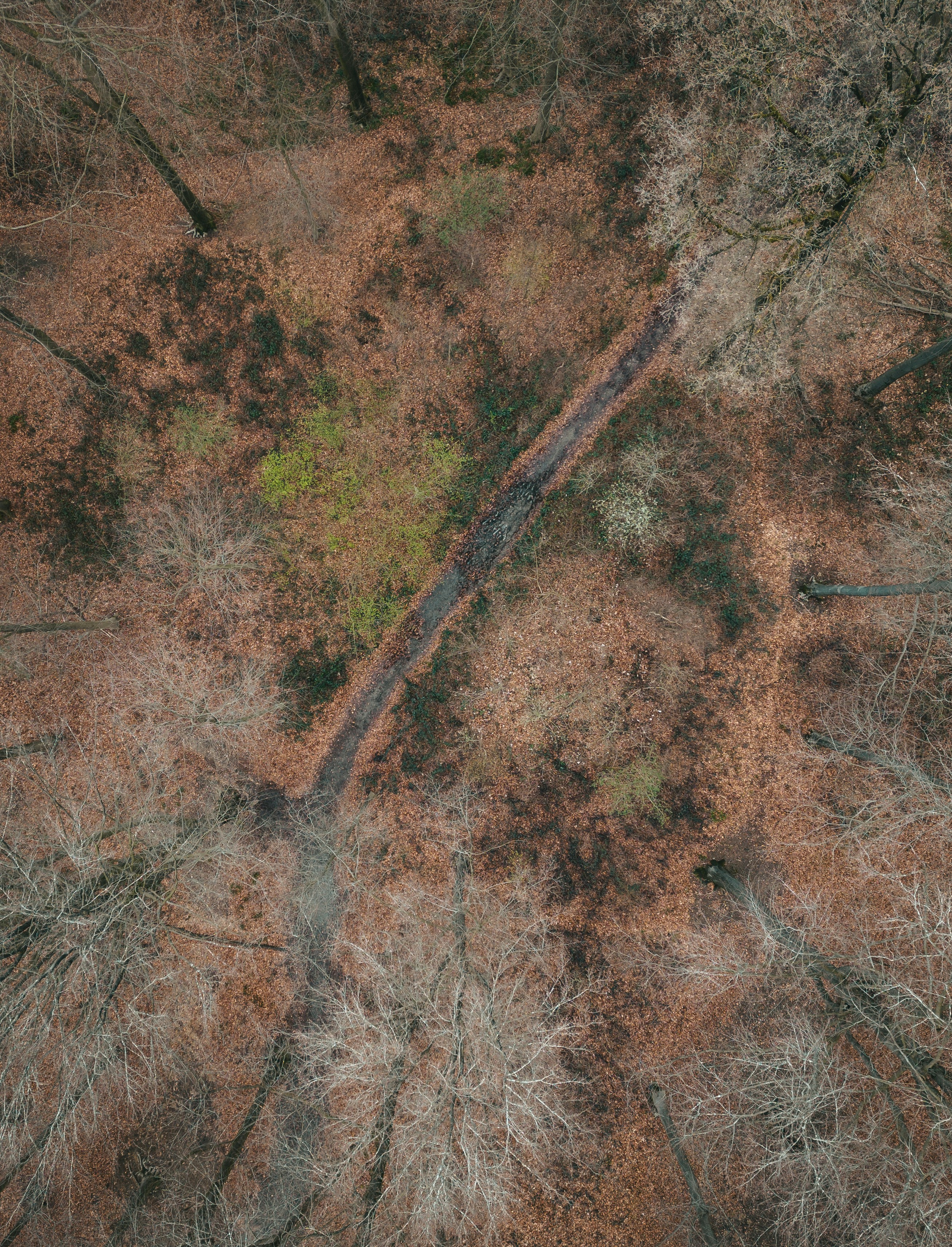 Vue aérienne d’une route au milieu d’une forêt photo – Photo ...