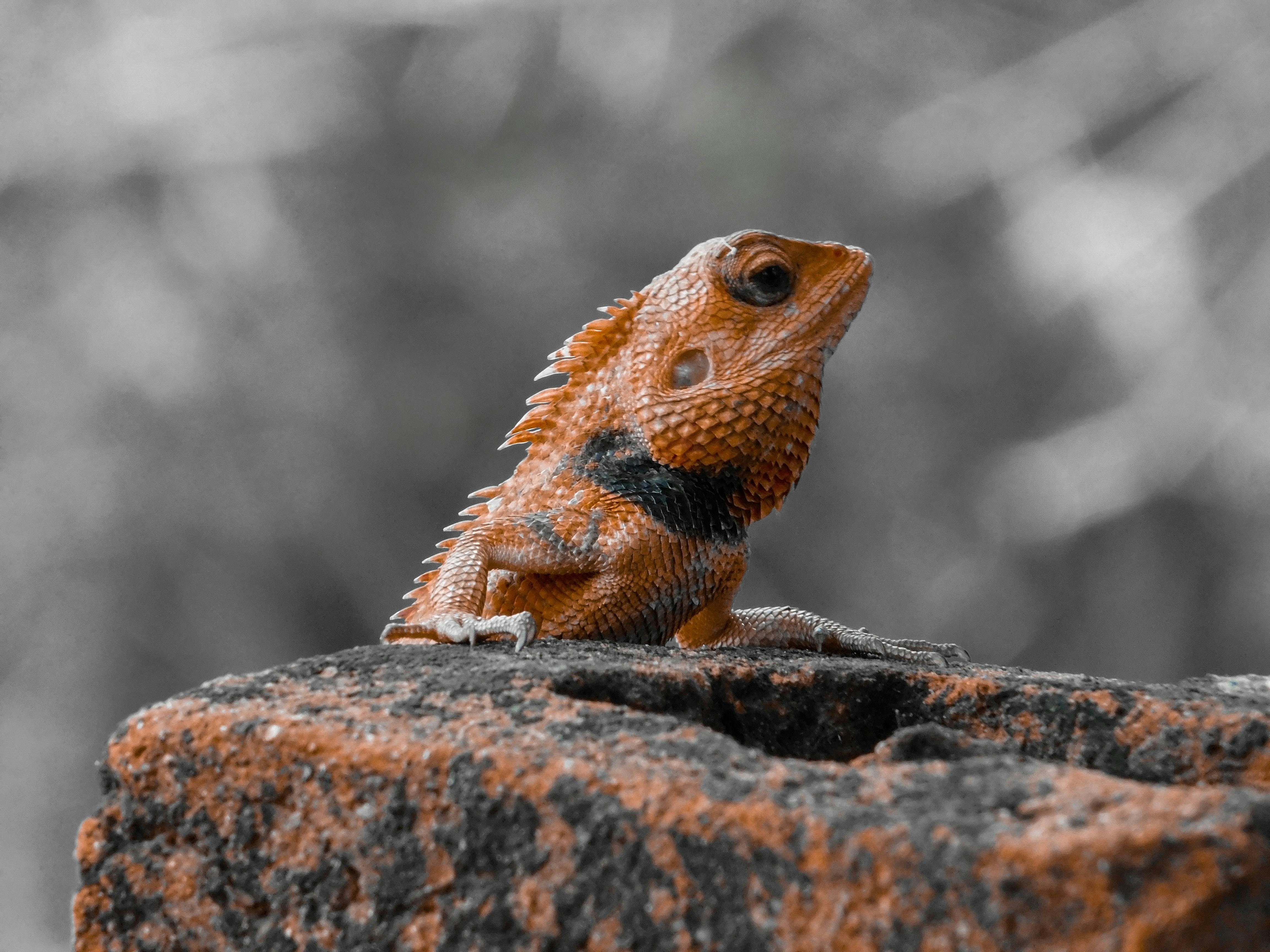 Amber Sentinel: Bearded Dragon Perched on a Weathered Rock