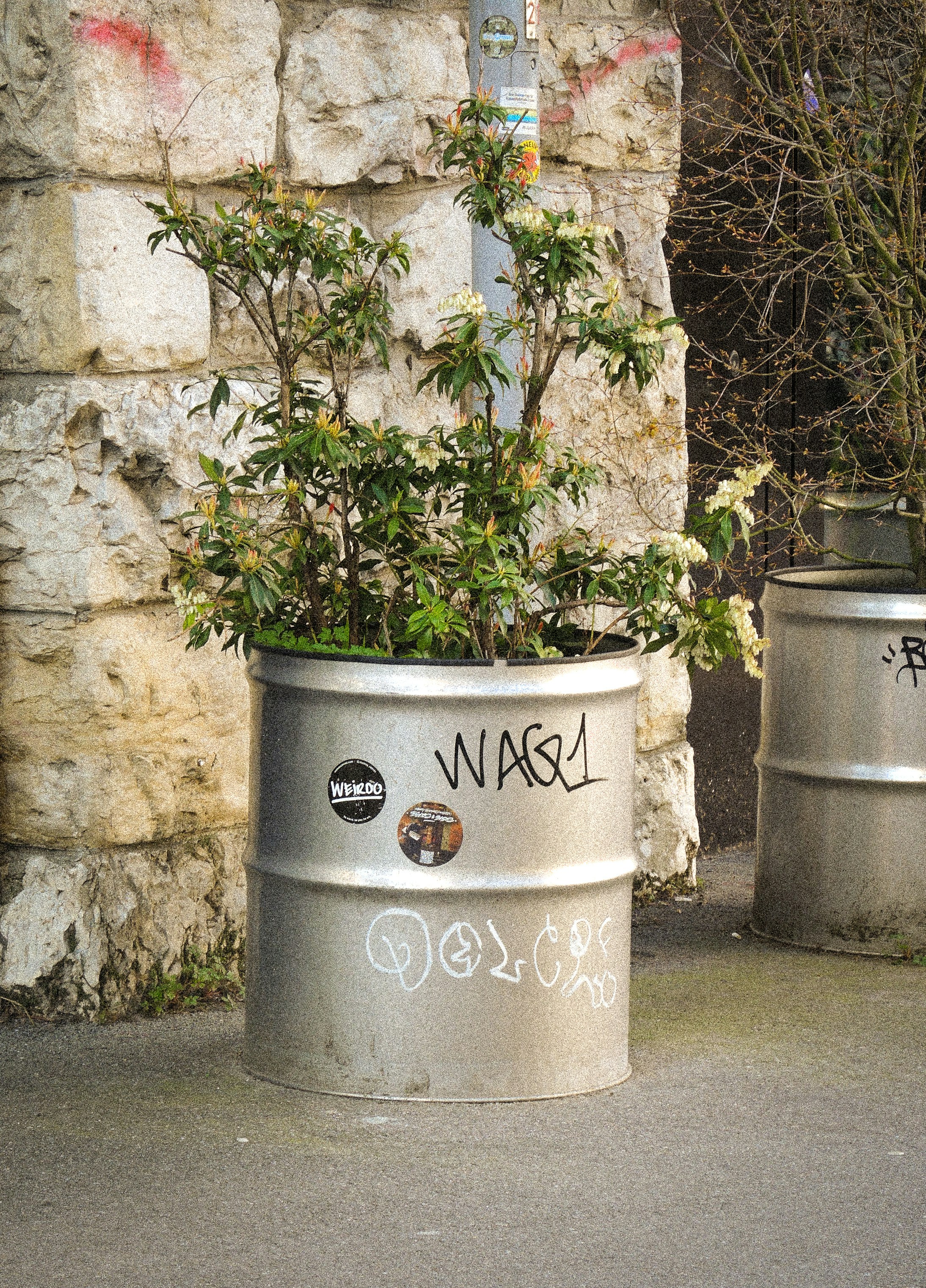 Urban Barrel Garden Framed by Weathered Stone