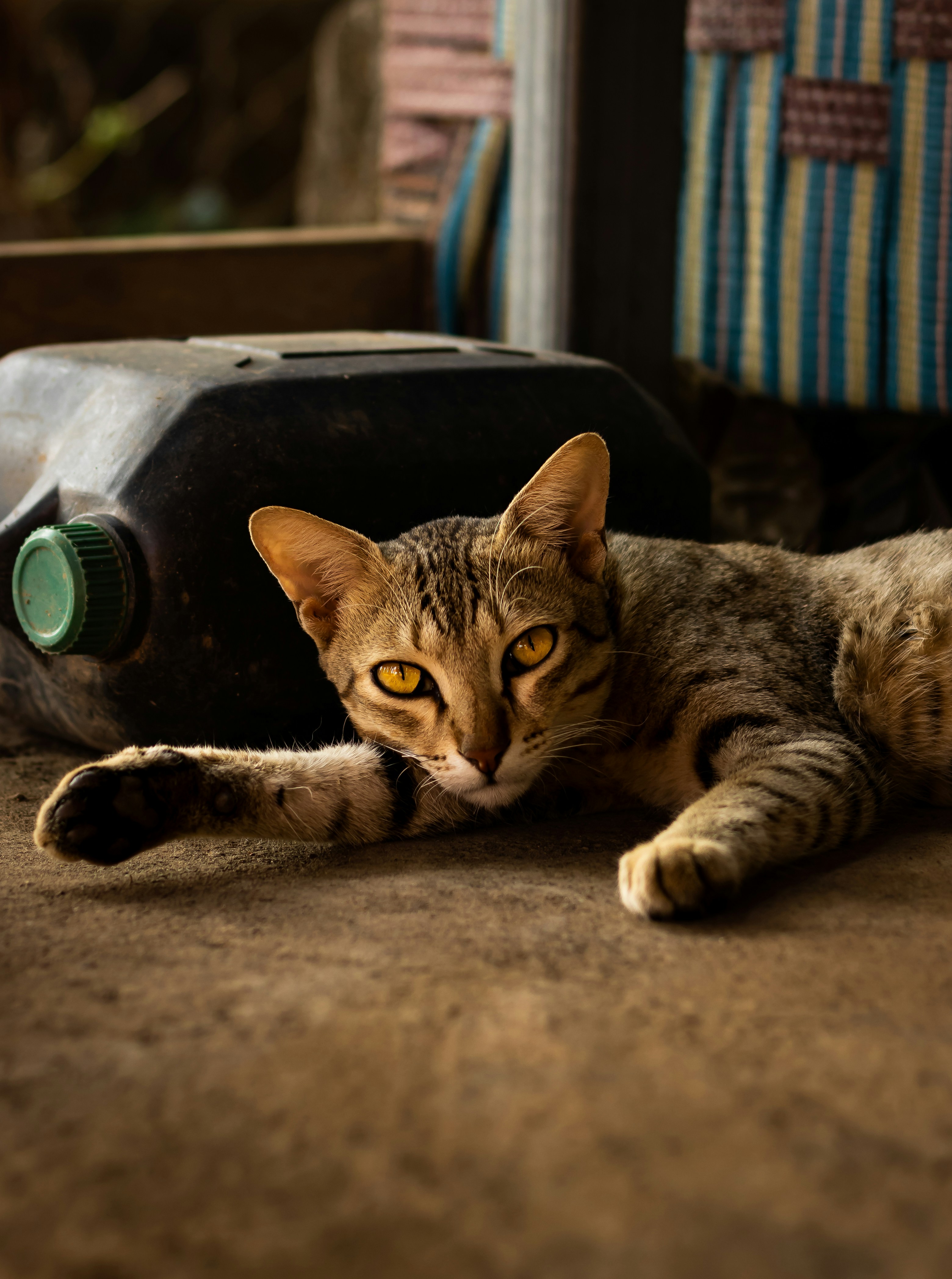 Amber-Eyed Tabby Lounges by a Green-Capped Workshop Device in Warm Light