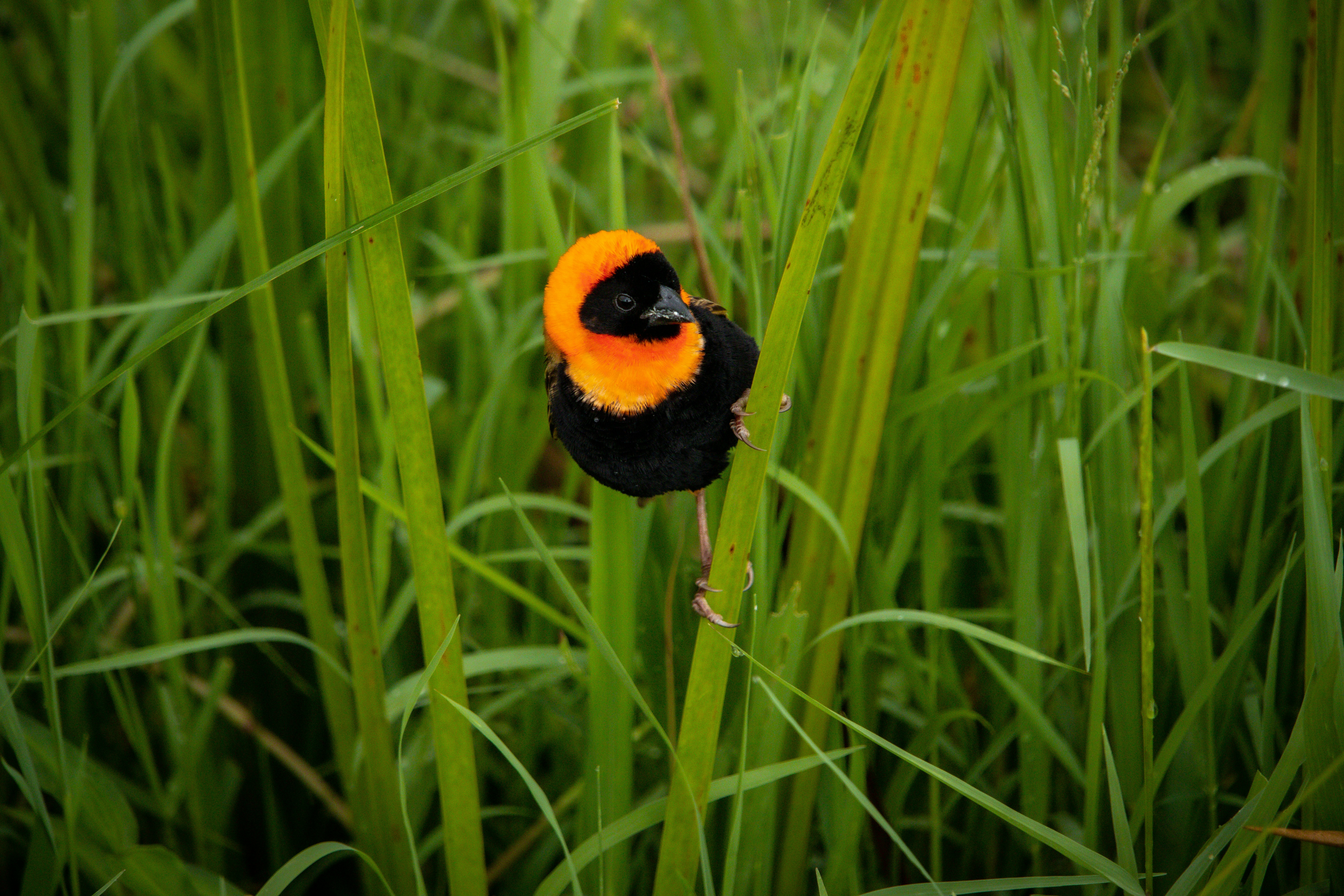 Black-winged red bishop perched on tall green grass in a lush field.
