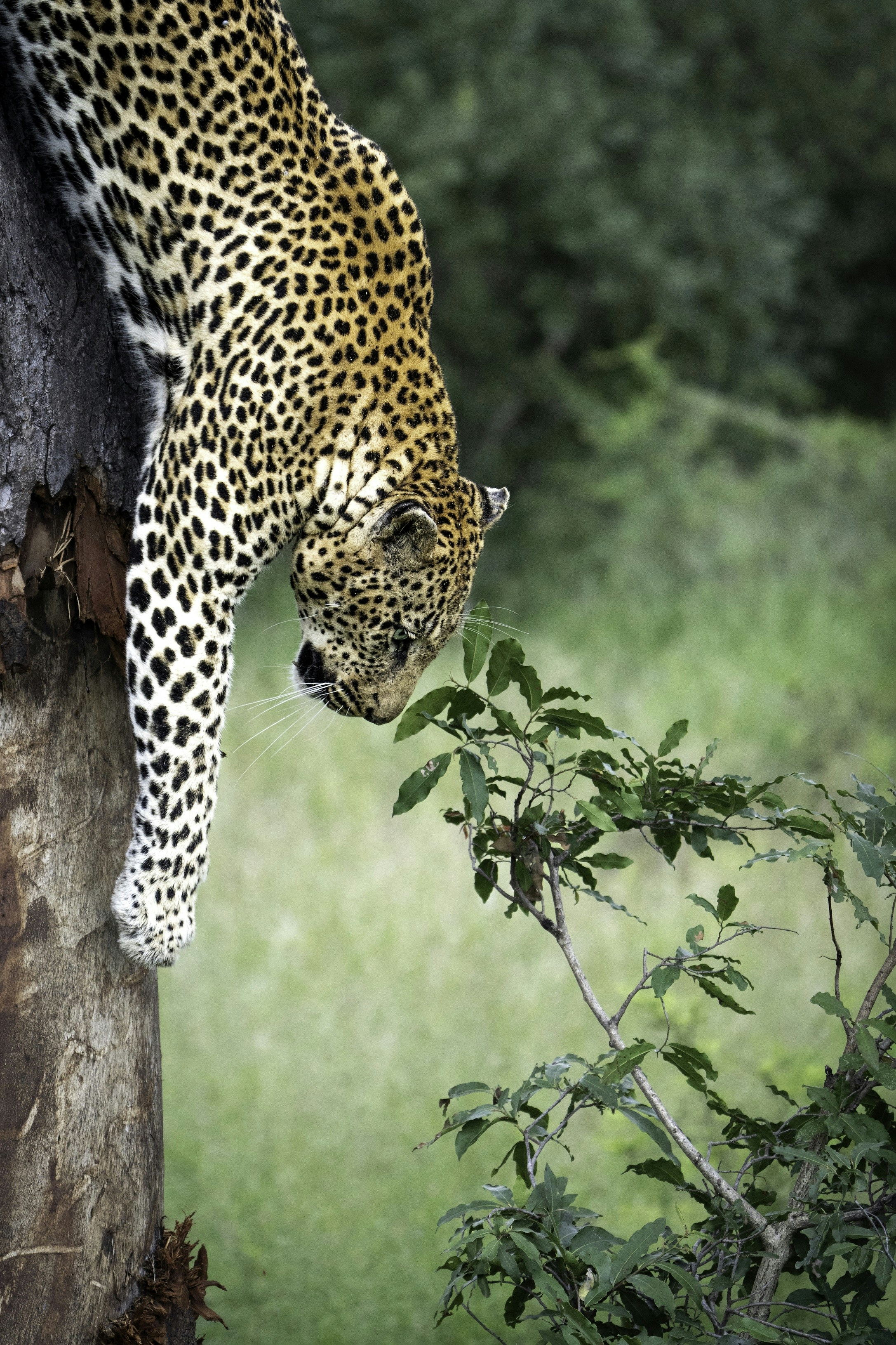 A leopard climbing up the side of a tree photo – Free Kruger Image on ...