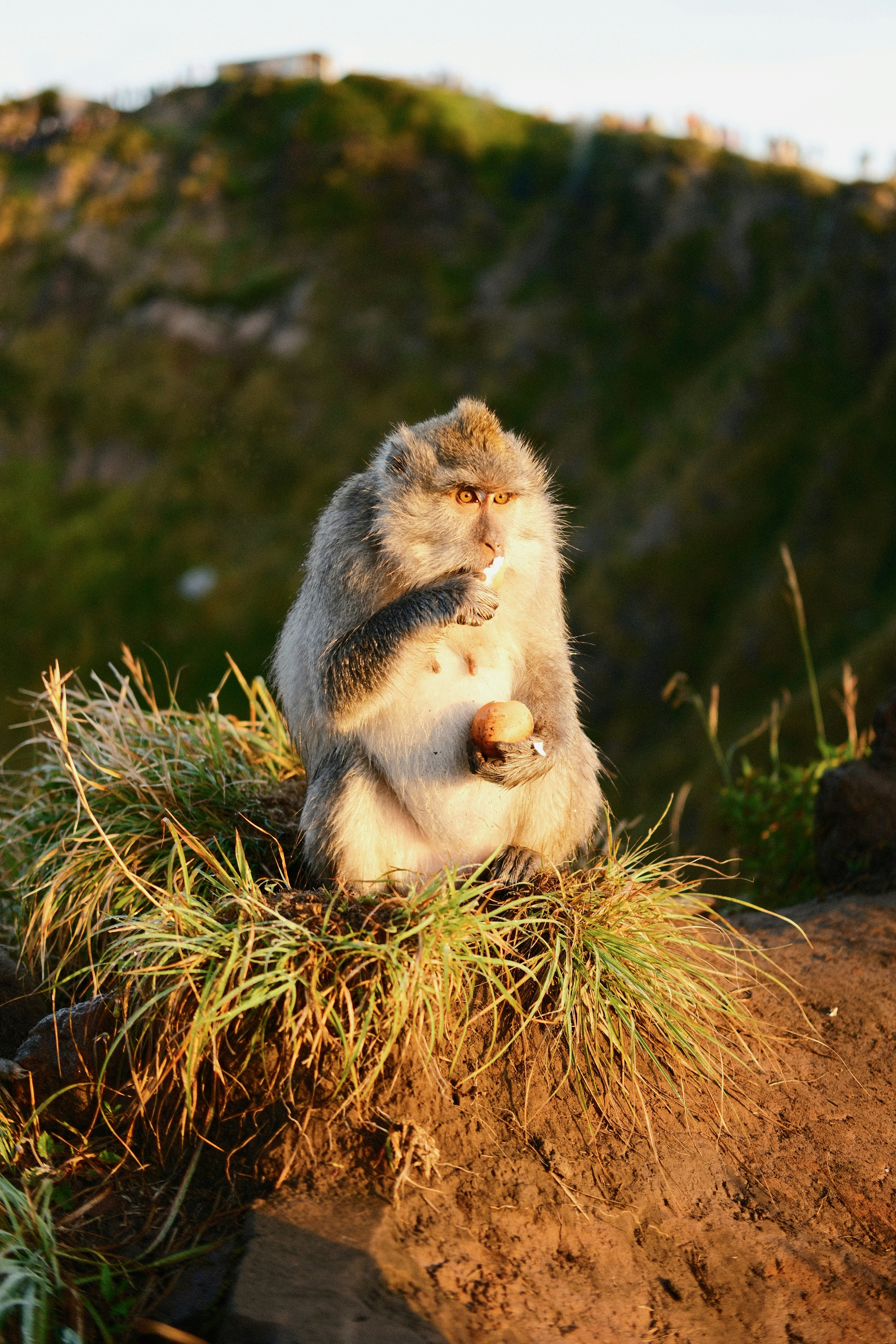 Wild monkey eat egg stolen from tourist
