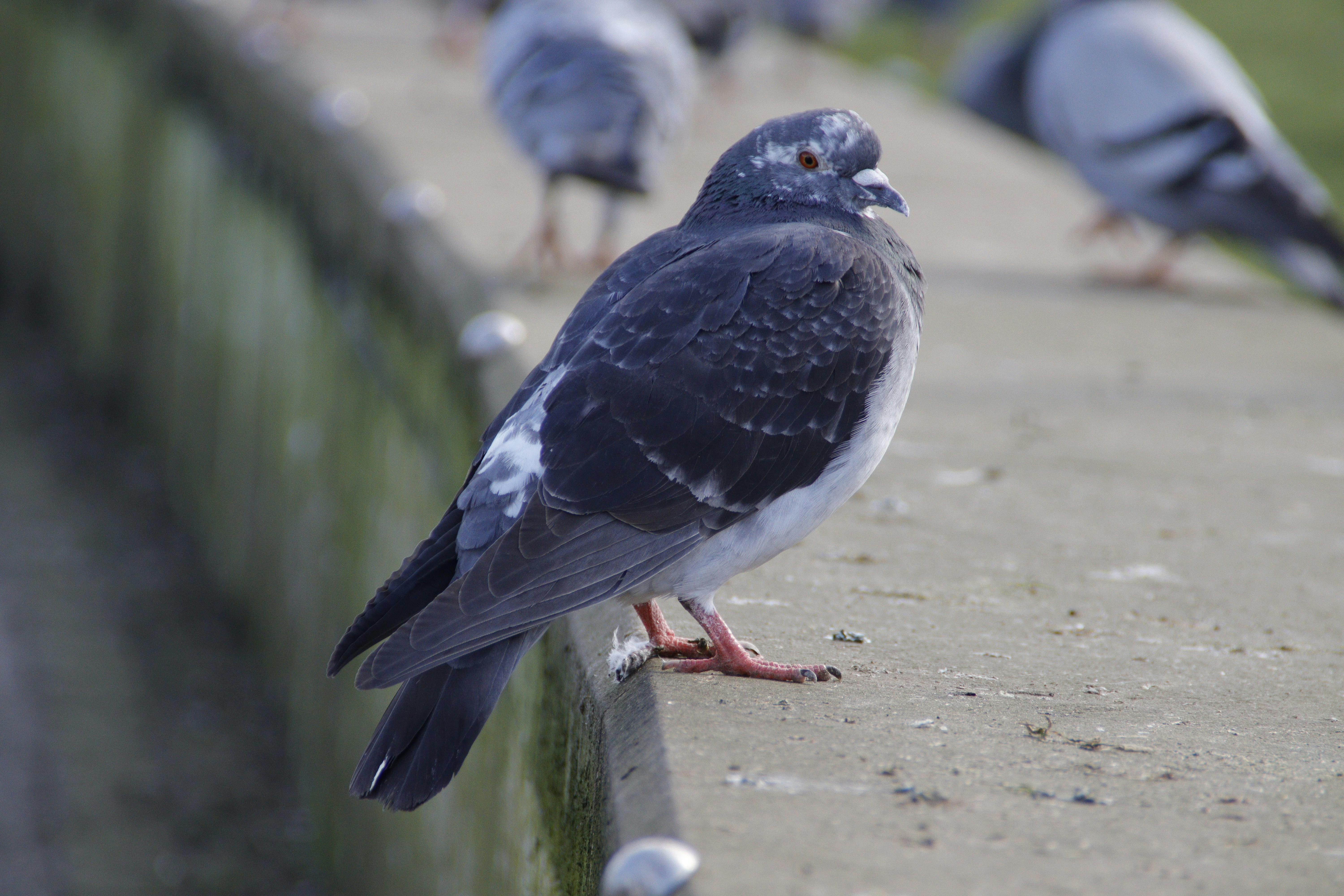 Pigeon on the Canal Rail: A Quiet Moment in Focus