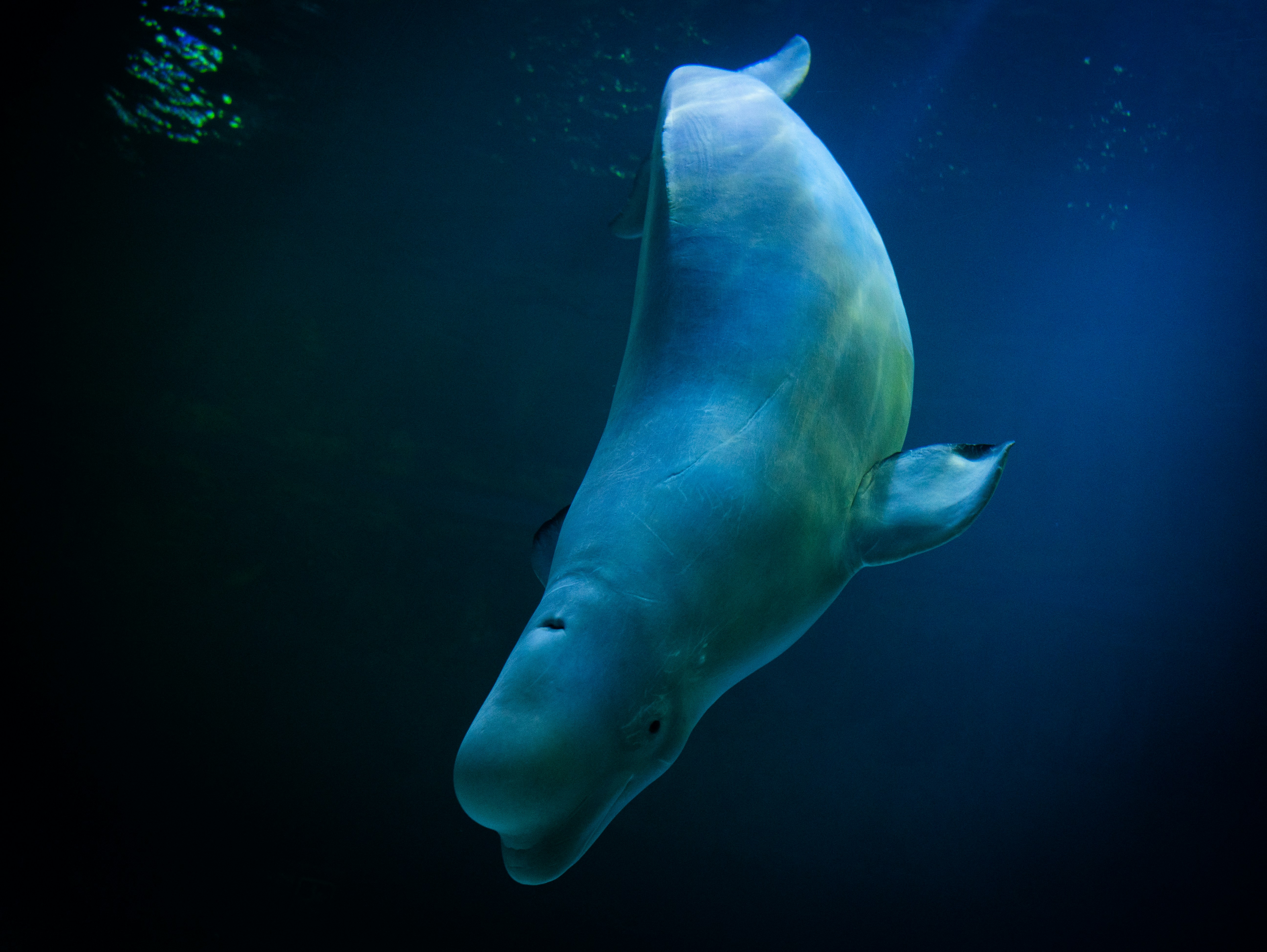 A large white fish floating in the water photo – Free Dolphin Image on ...