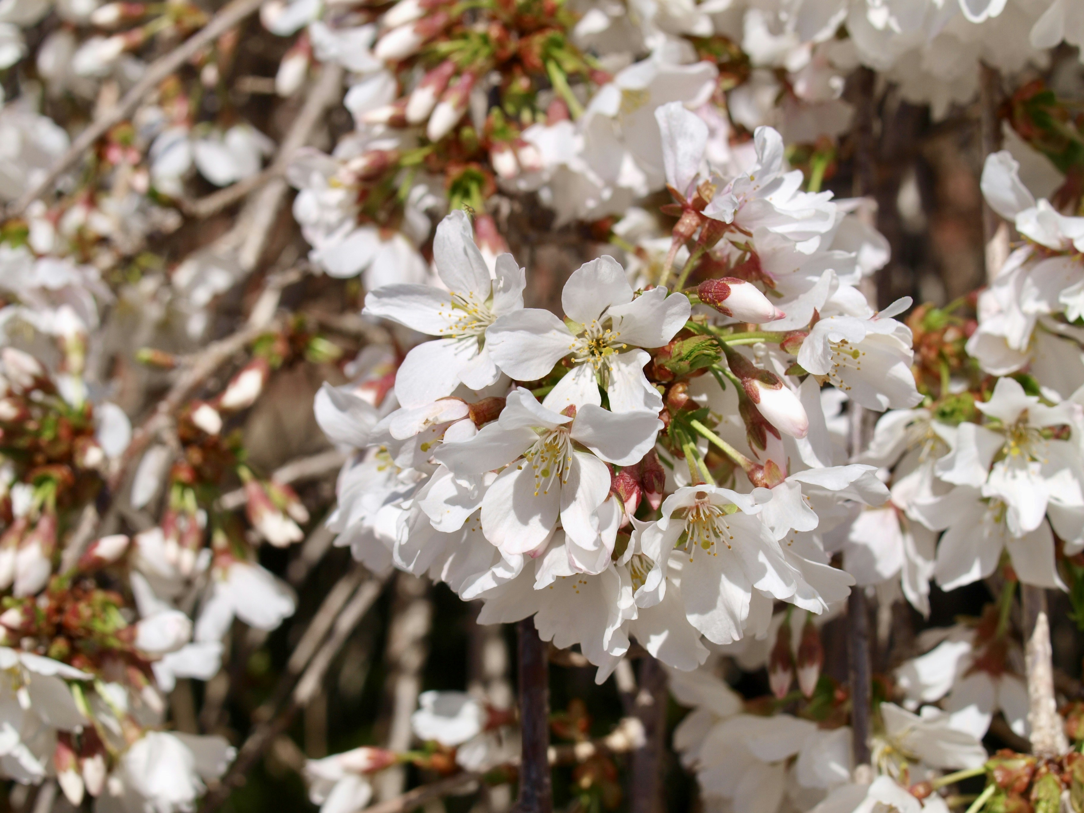 A close up of a blossoming weeping cherry tree.