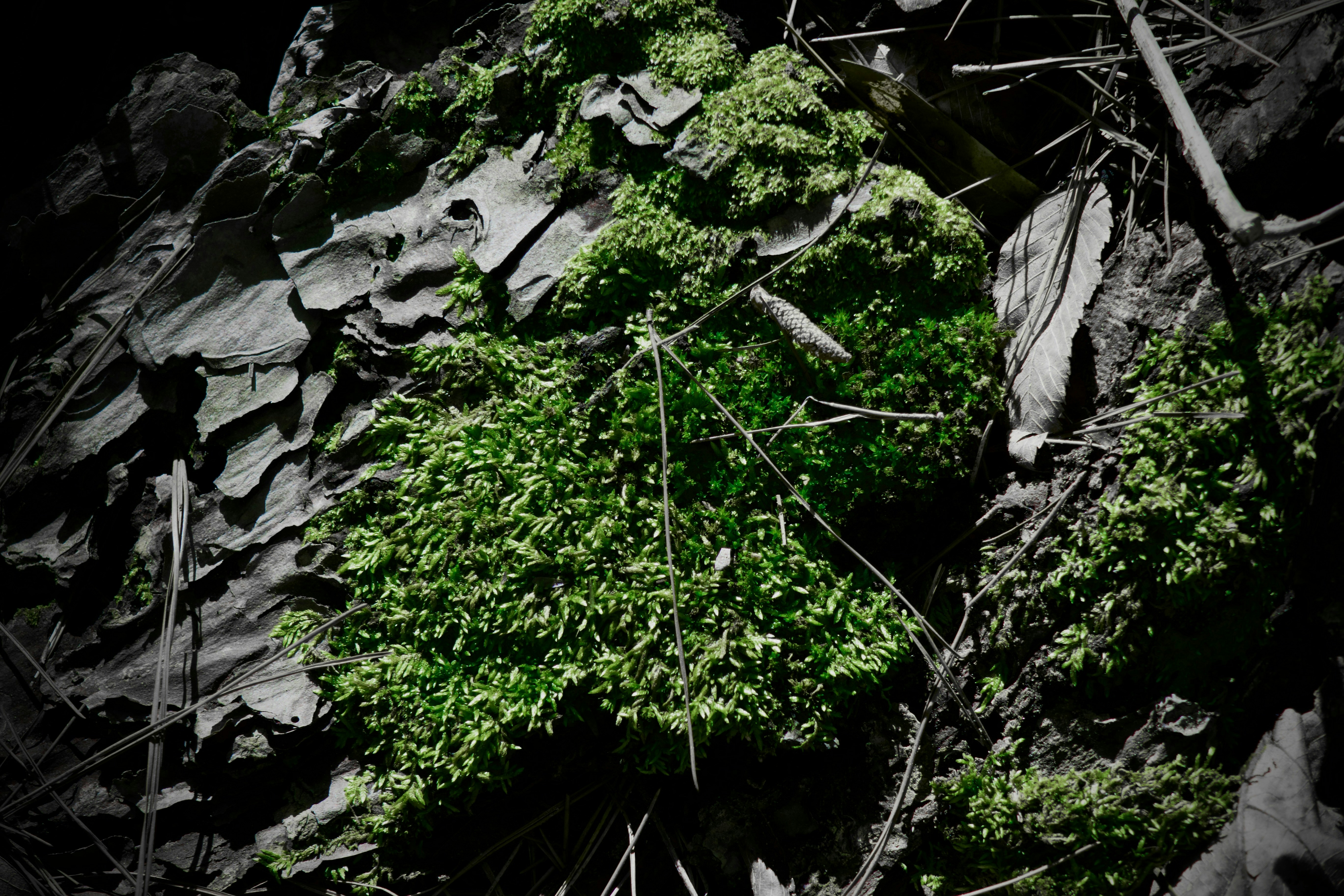 Verdant Moss Crown on a Weathered Rock Face
